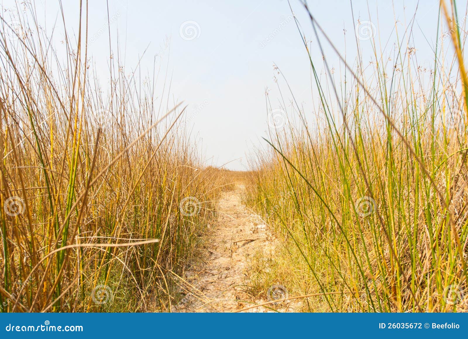 Footpath in Dry Grass Field Stock Photo - Image of forest, outdoors ...