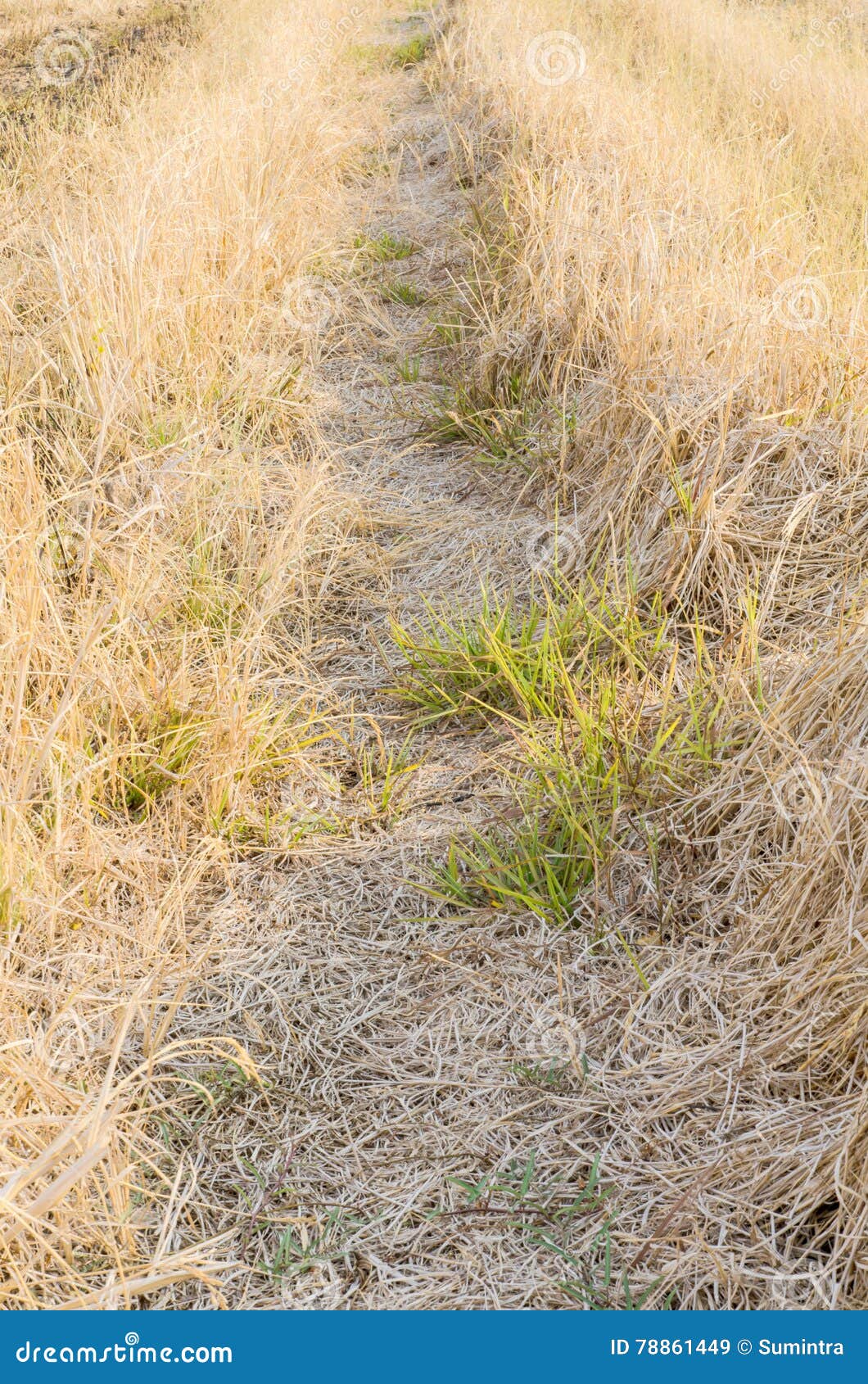 Footpath in Dry Grass Field Stock Image - Image of nature, grazing ...