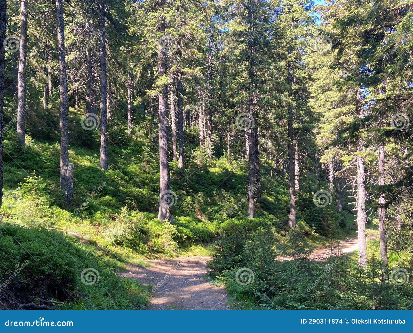 Footpath through Enchanted Forest in Spring Stock Photo - Image of wood ...