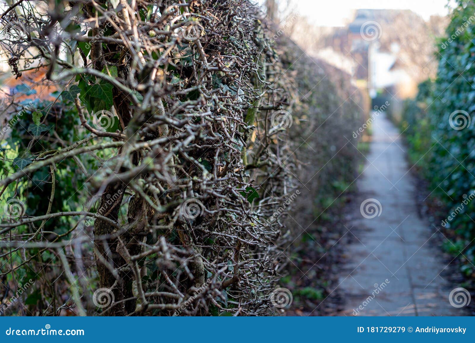 Footpath between Fences, a Mystery, Stock Image - Image of fences ...