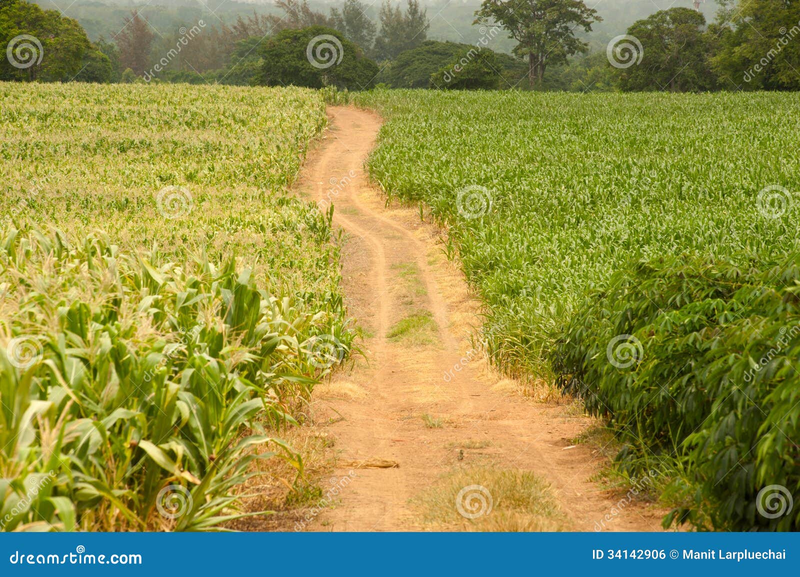 Footpath in the field. stock photo. Image of farm, cereal - 34142906