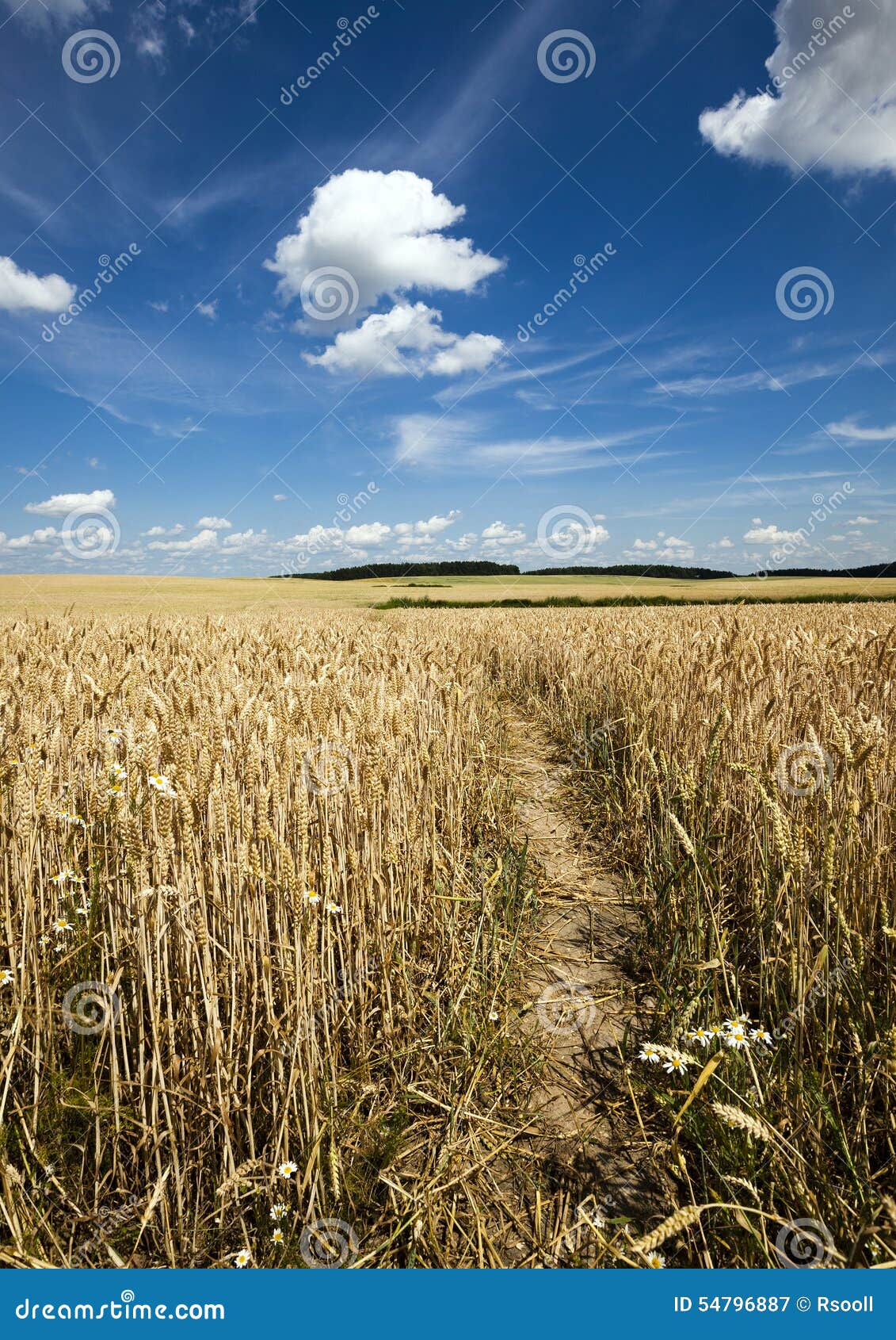Footpath in the field stock image. Image of lane, rural - 54796887