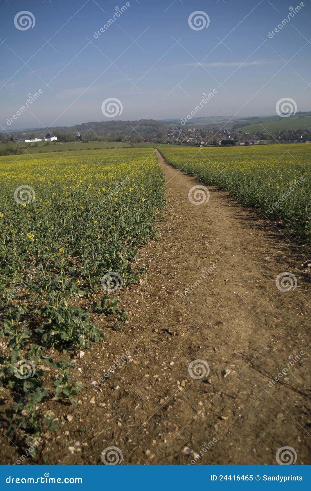 Footpath through Field To Village. Stock Image - Image of walk, forward ...