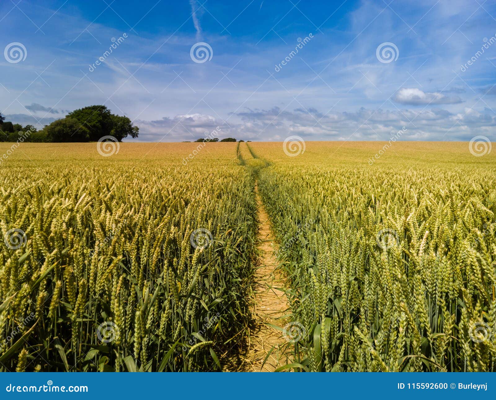 Footpath through a field stock photo. Image of nature - 115592600