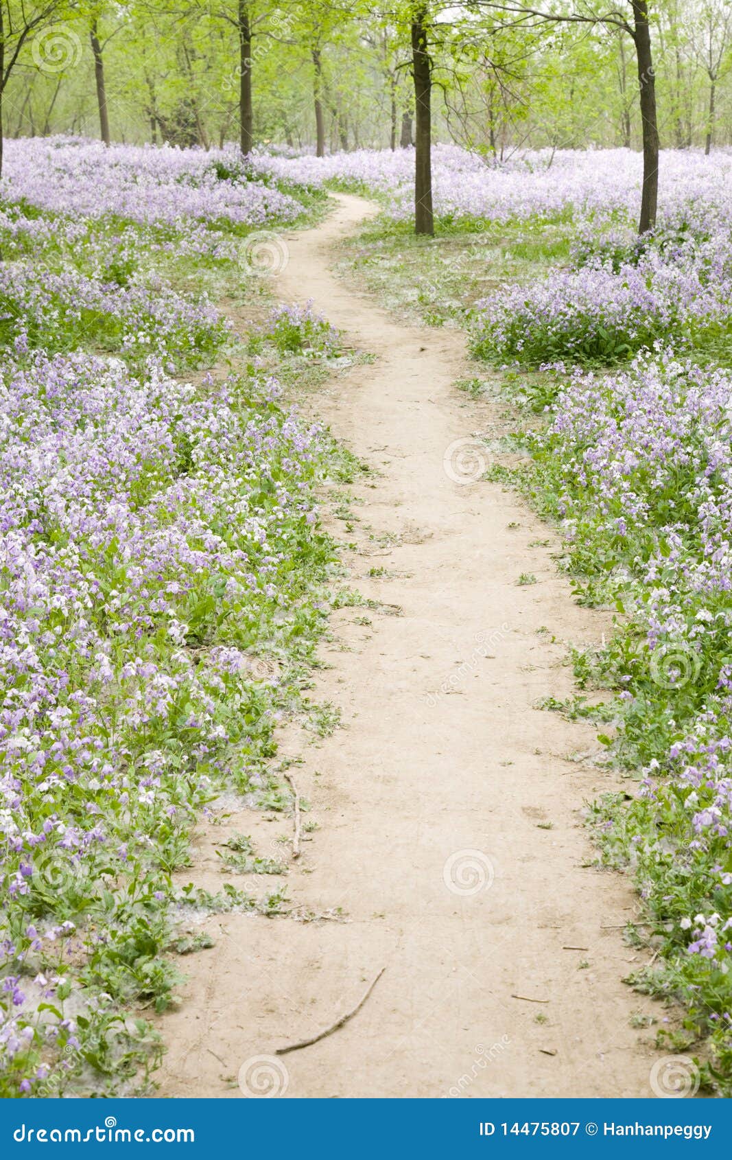 Footpath through Flower Field Stock Image - Image of outdoor, forest ...