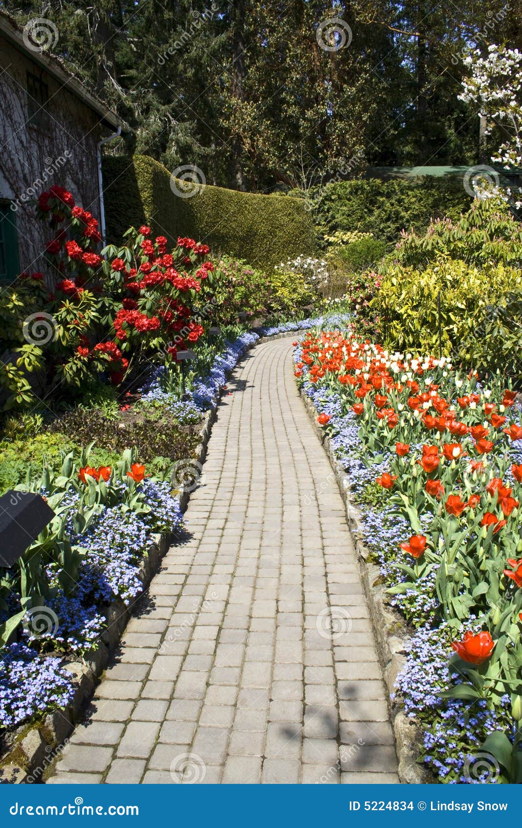 Footpath and Flowers stock photo. Image of flower, country - 5224834
