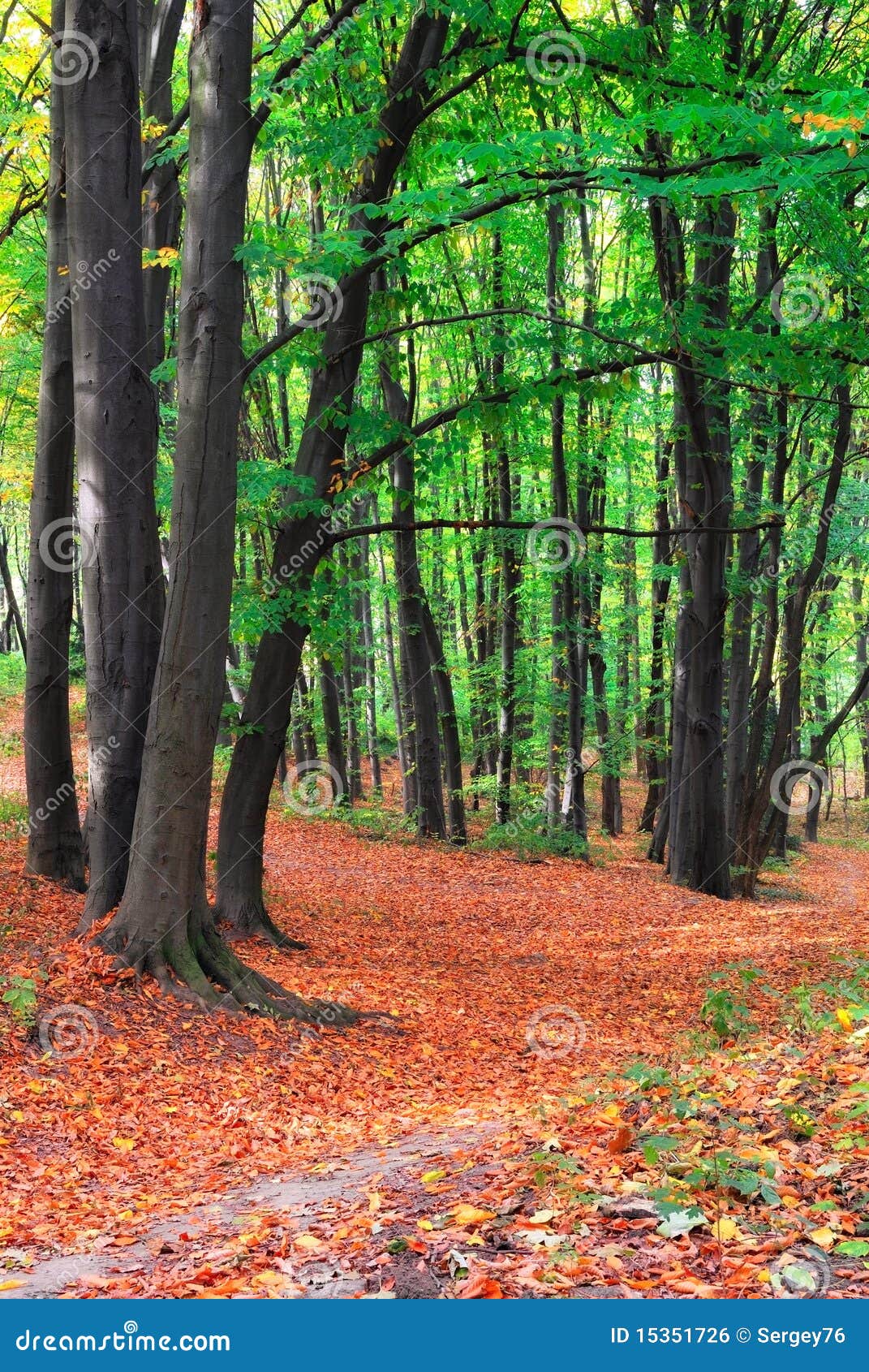 Footpath in forest stock photo. Image of dark, tree, footpath - 15351726