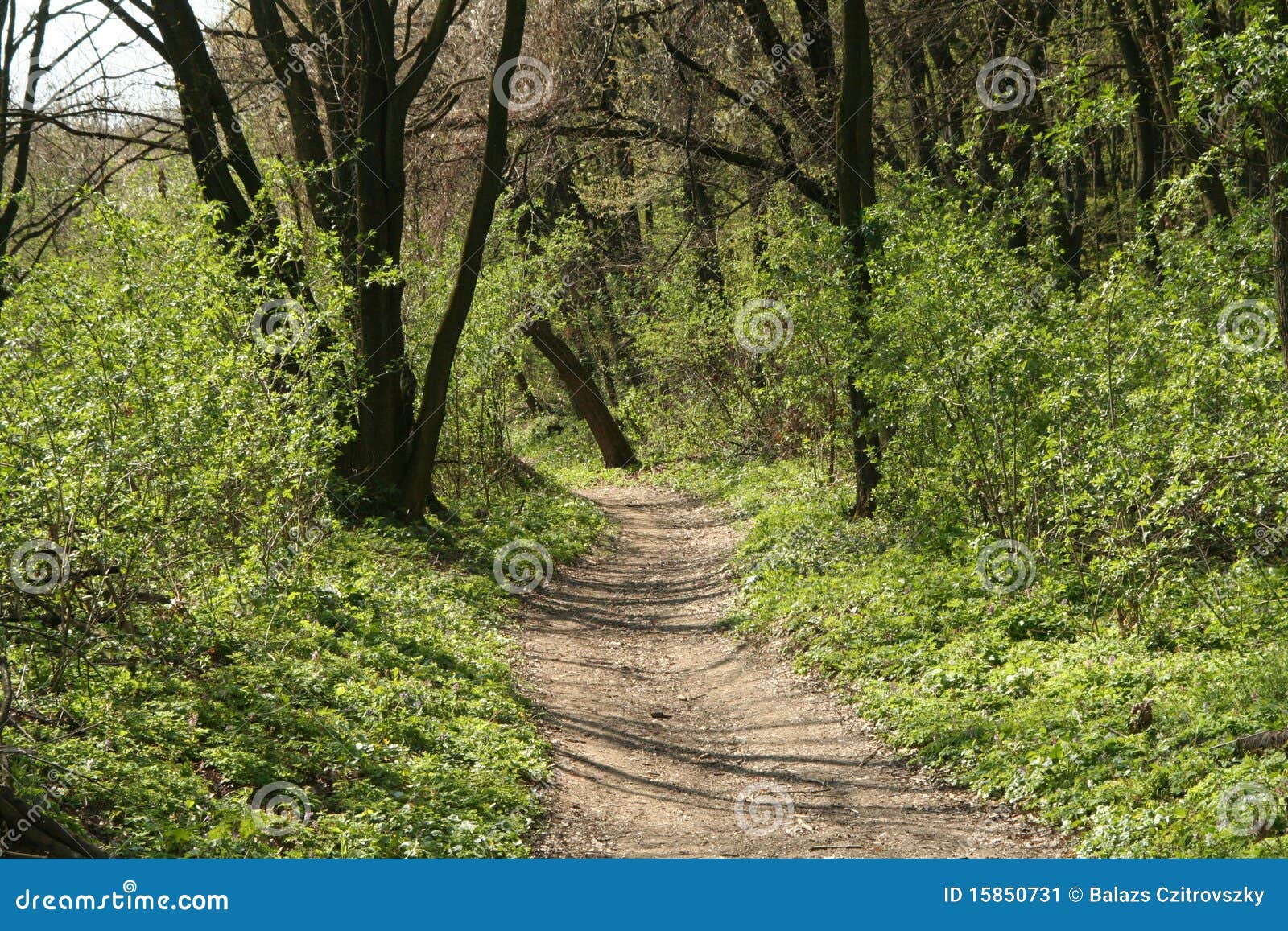 Footpath in the forest stock image. Image of path, dirt - 15850731
