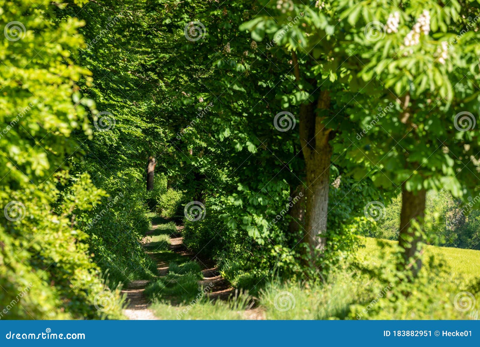 Footpath in the forest stock image. Image of country - 183882951