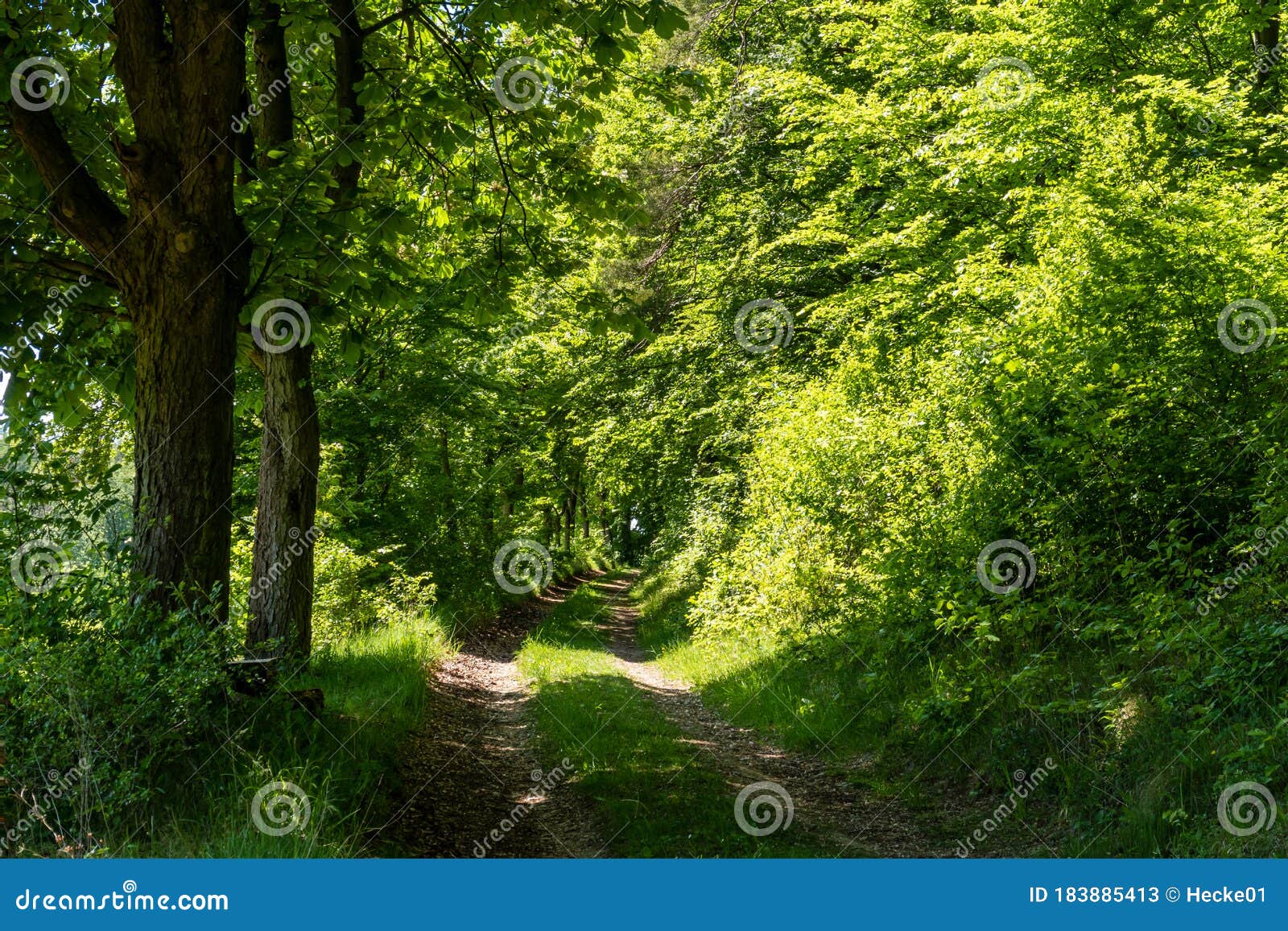 Footpath in the forest stock image. Image of summer - 183885413