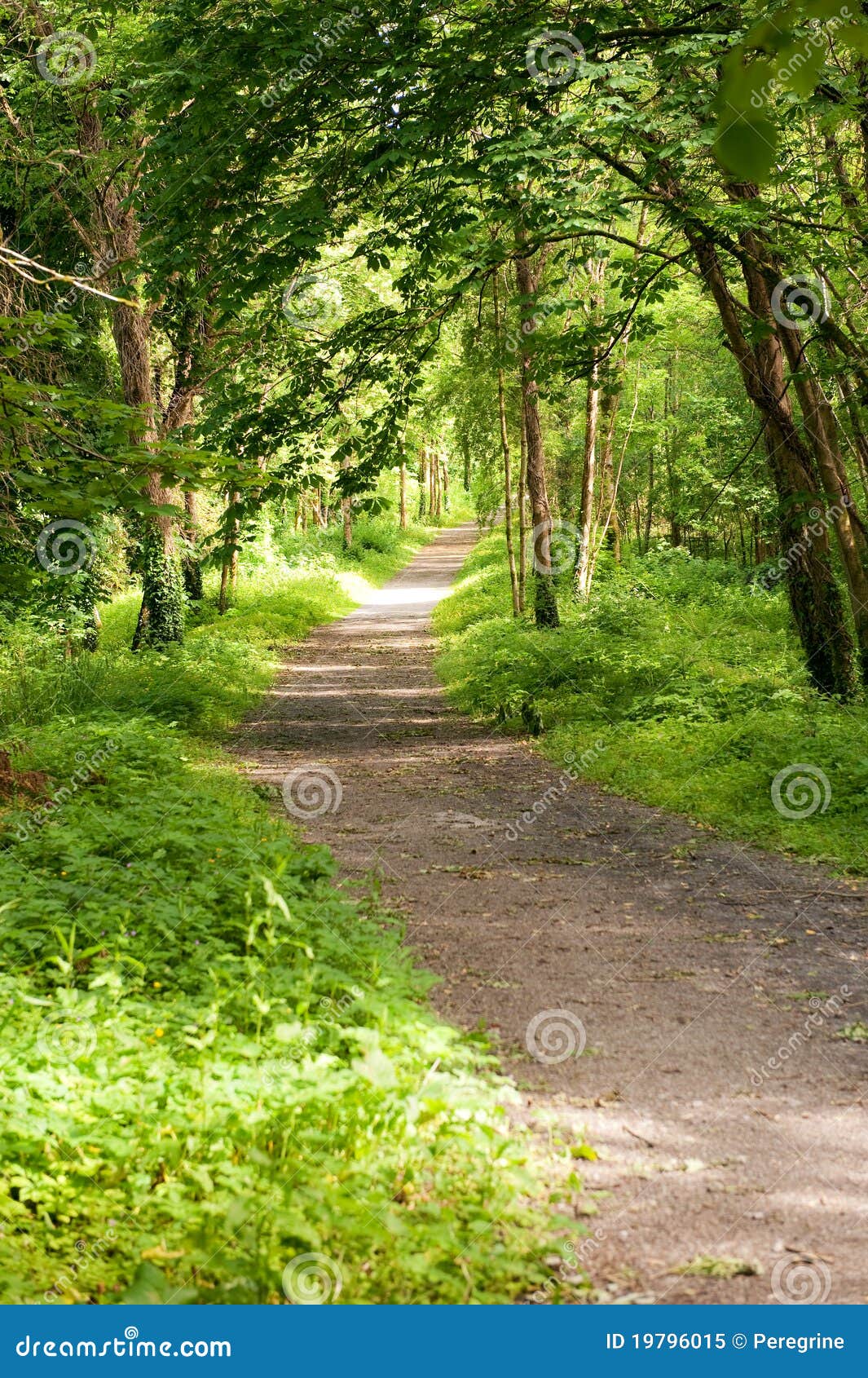 Footpath in the forest stock image. Image of country - 19796015