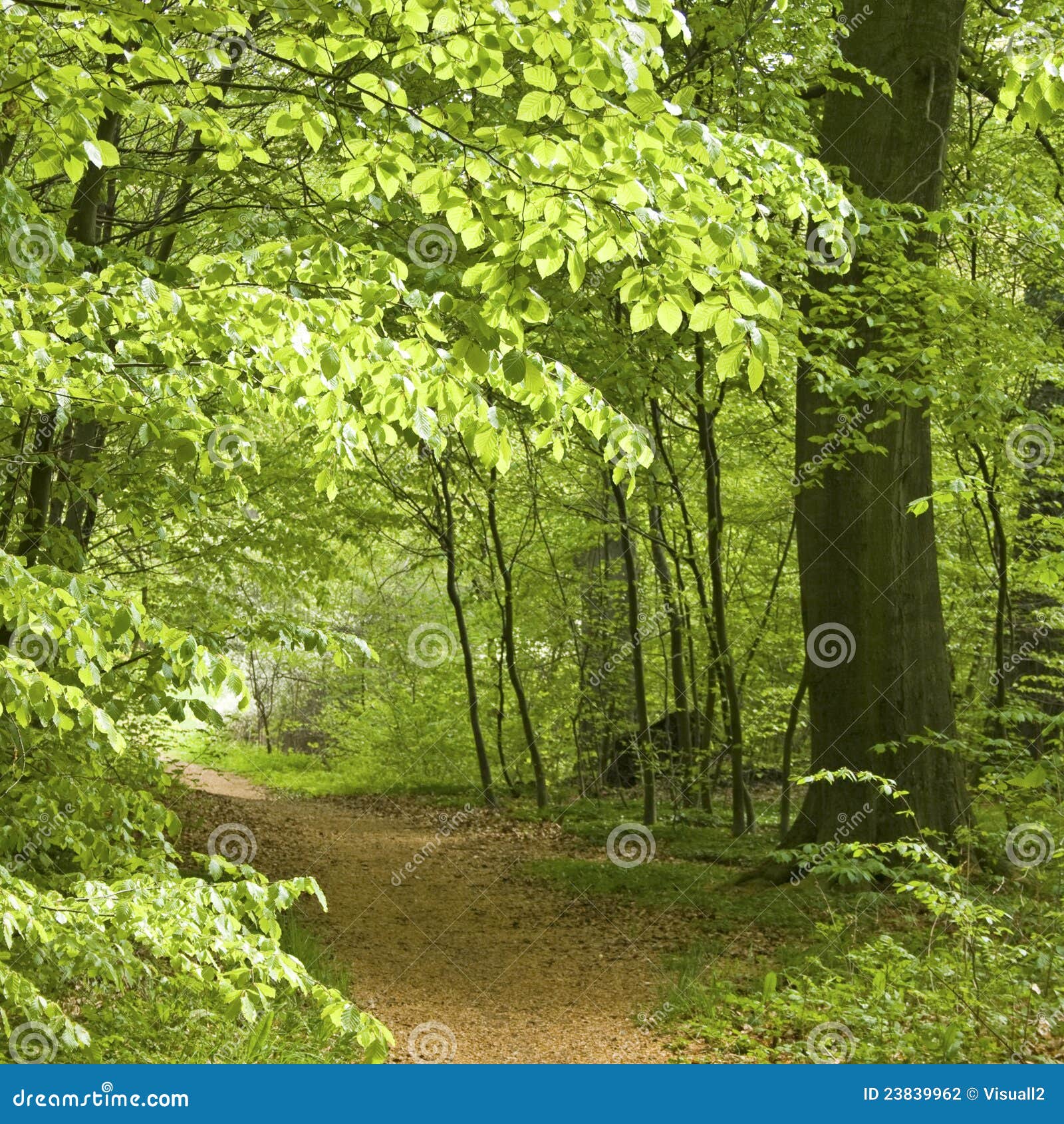 Footpath in forest stock photo. Image of foliage, footpath - 23839962
