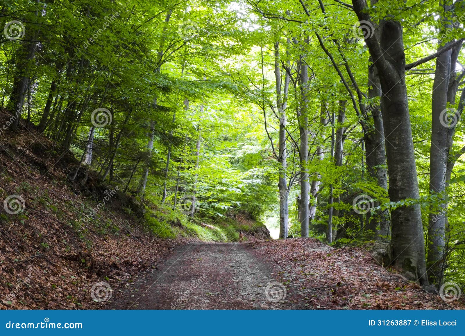 Footpath in the forest stock image. Image of landscape - 31263887