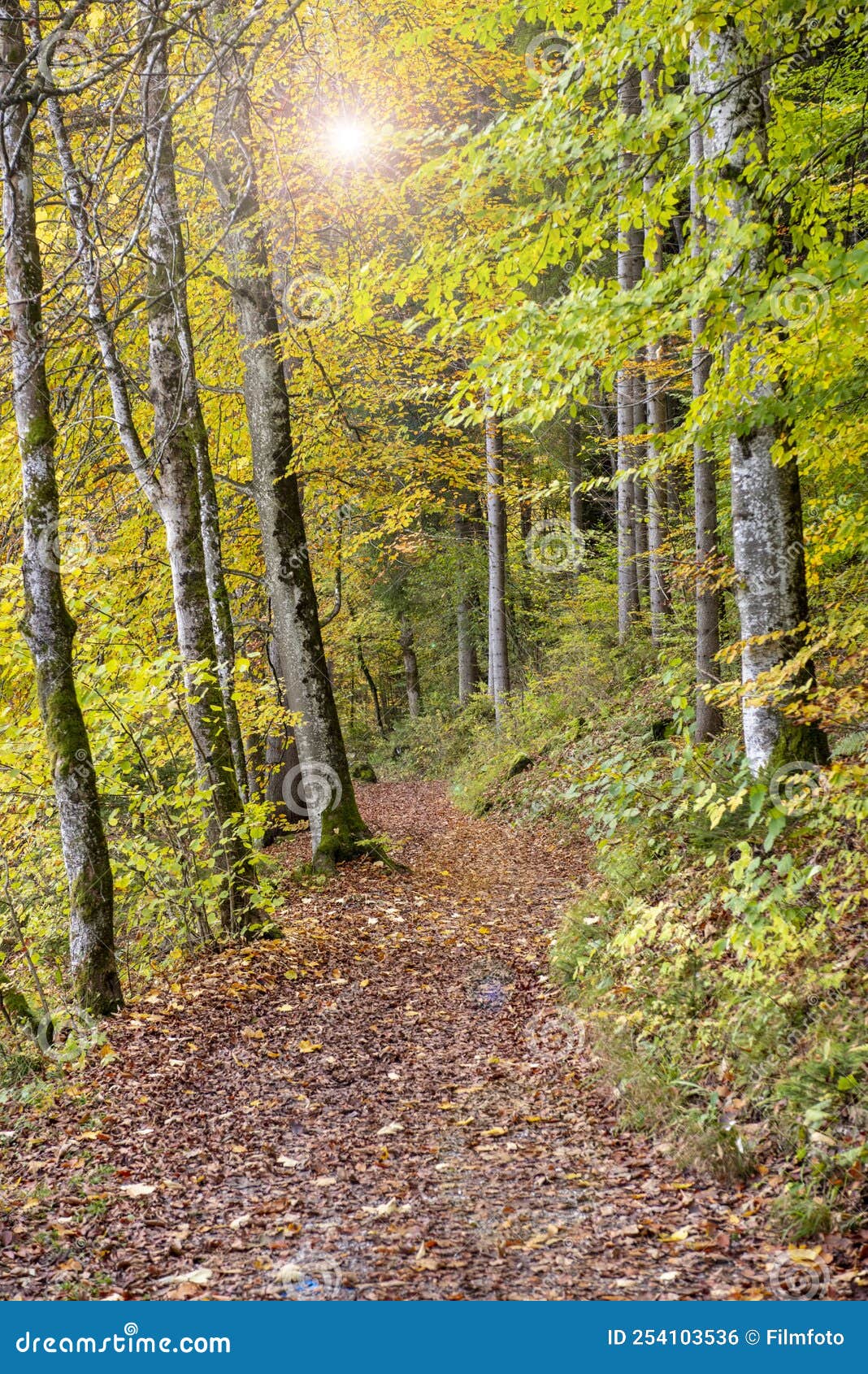 Footpath through Forest at Autumn Stock Photo - Image of land, natural ...