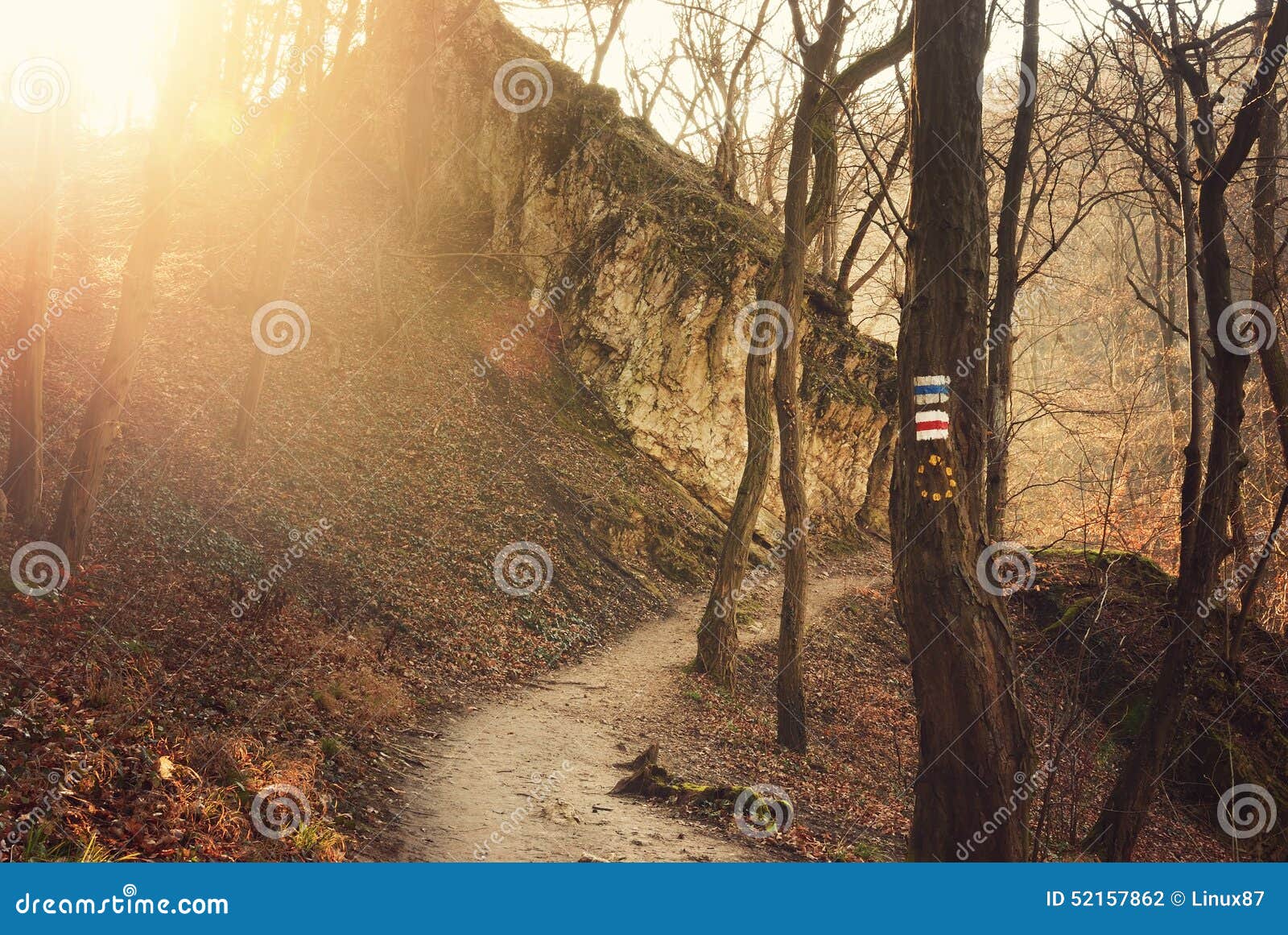 Footpath in the forest stock photo. Image of nature, foliage - 52157862
