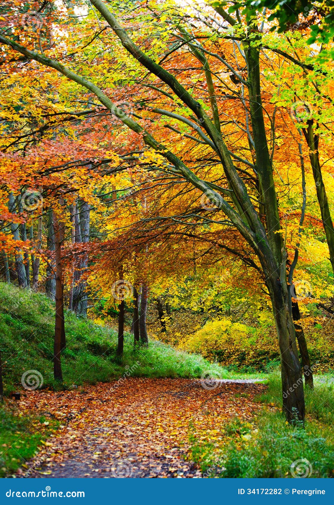 Footpath in the forest stock photo. Image of leaf, branch - 34172282