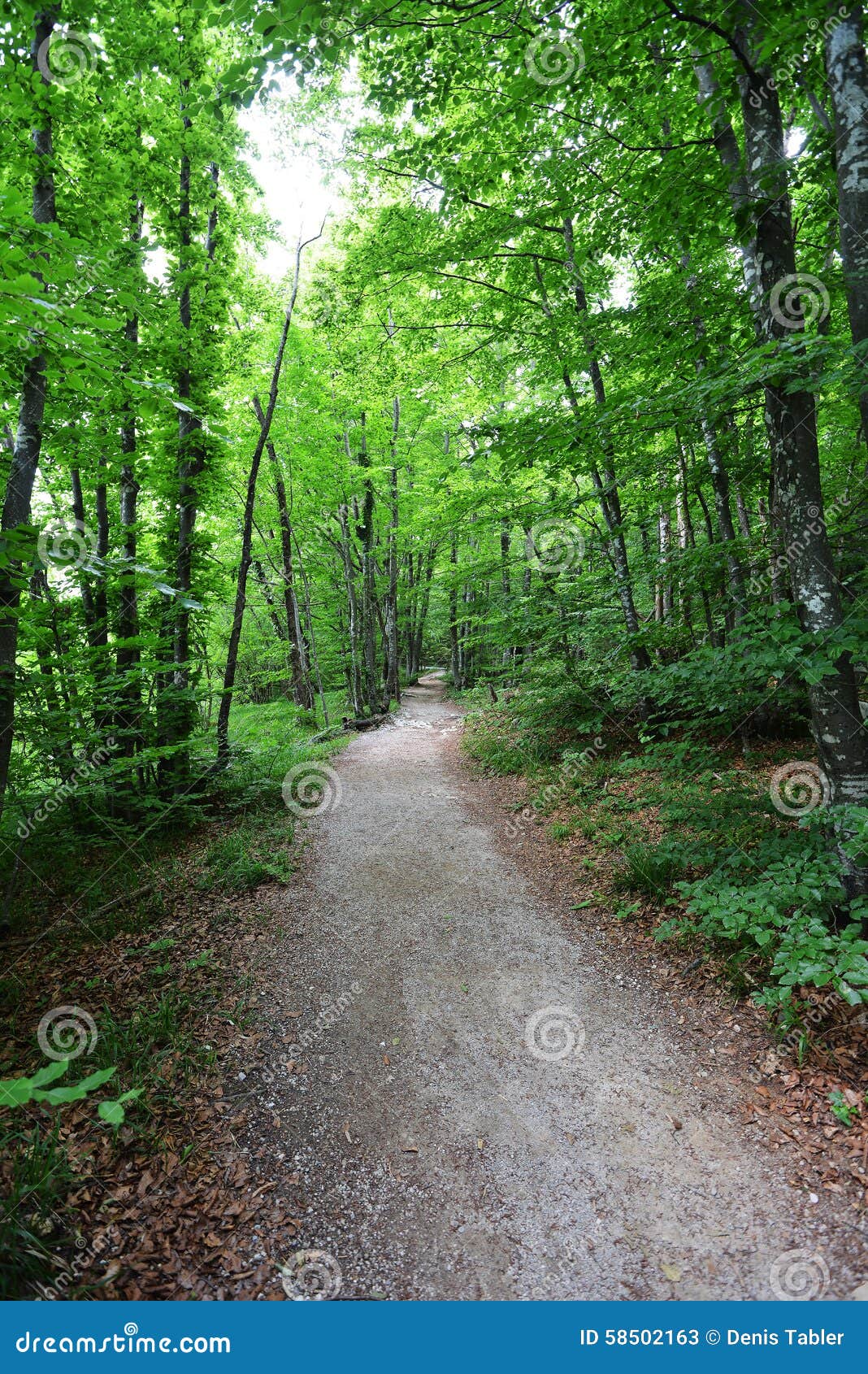 Footpath in forest stock image. Image of summer, soil - 58502163