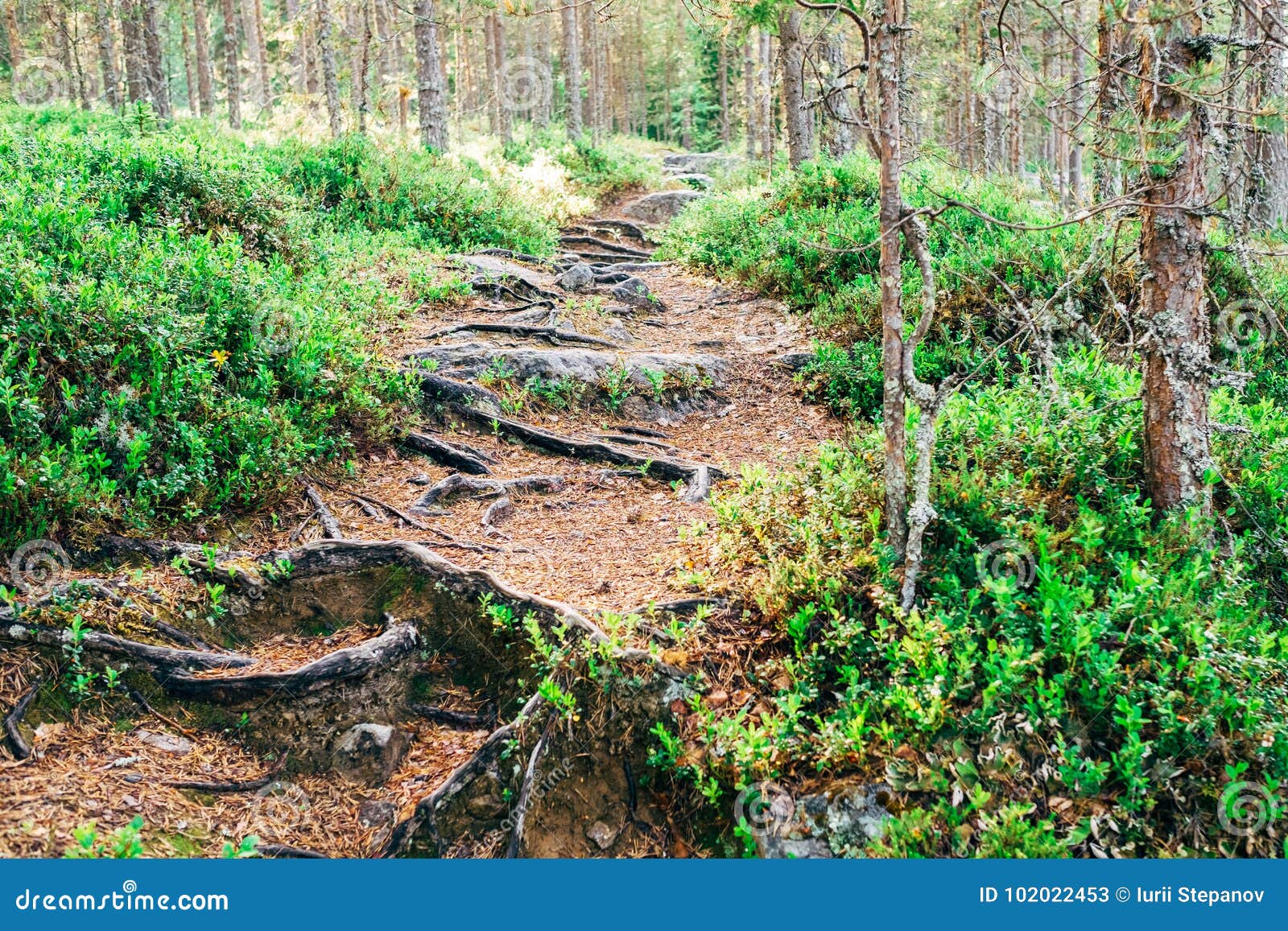Footpath in the Forest is Covered with Tree Roots Stock Image - Image ...