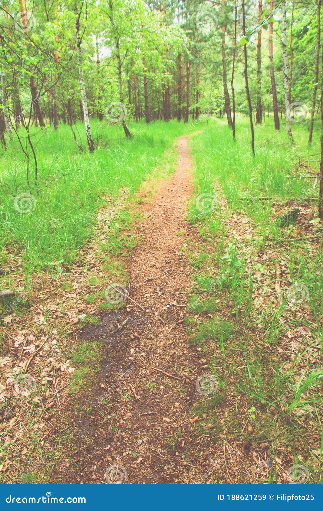 Footpath in the forest stock image. Image of long, lush - 188621259