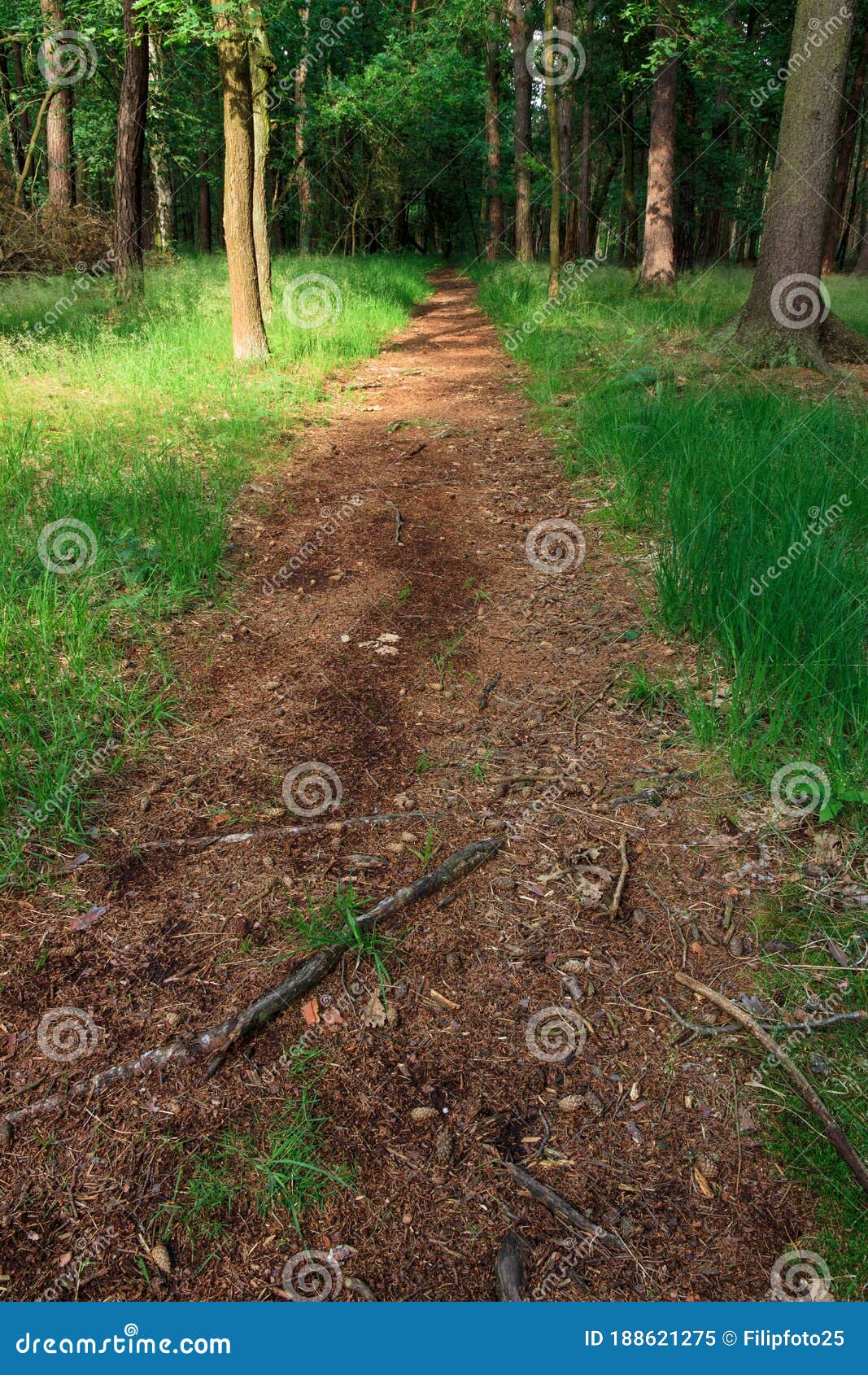 Footpath in the forest stock image. Image of meadow - 188621275