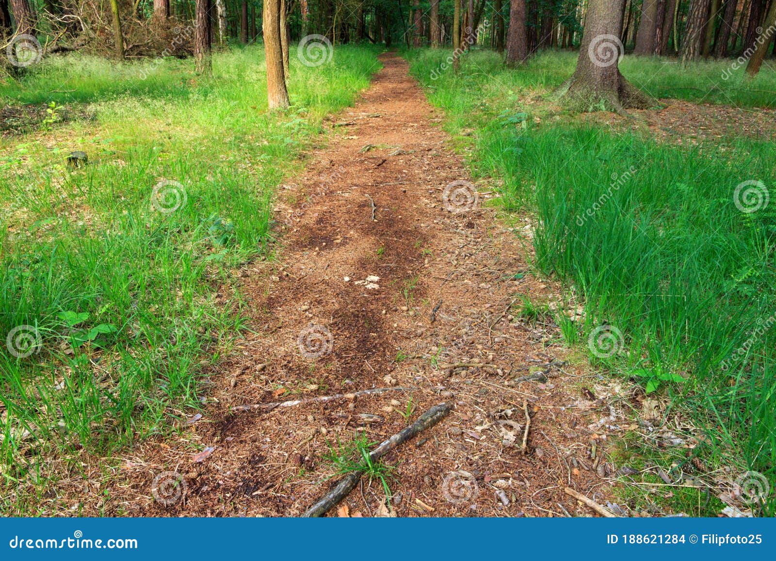 Footpath in the forest stock photo. Image of travel - 188621284