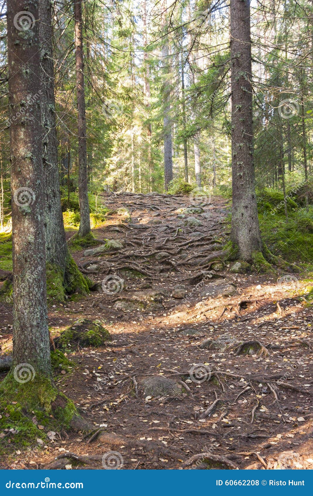 Footpath in forest stock photo. Image of forest, woods - 60662208