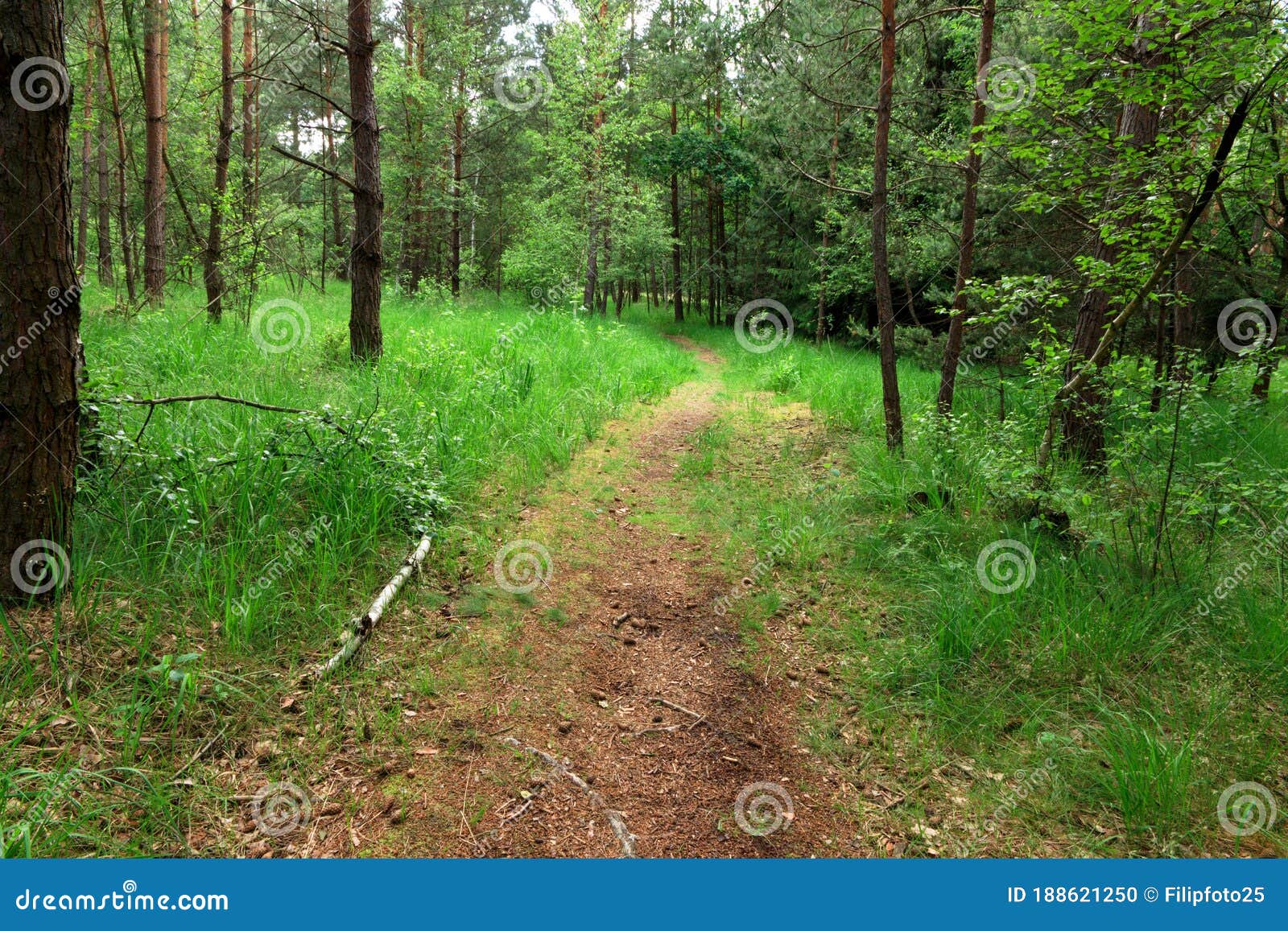 Footpath in the forest stock photo. Image of happy, footpath - 188621250