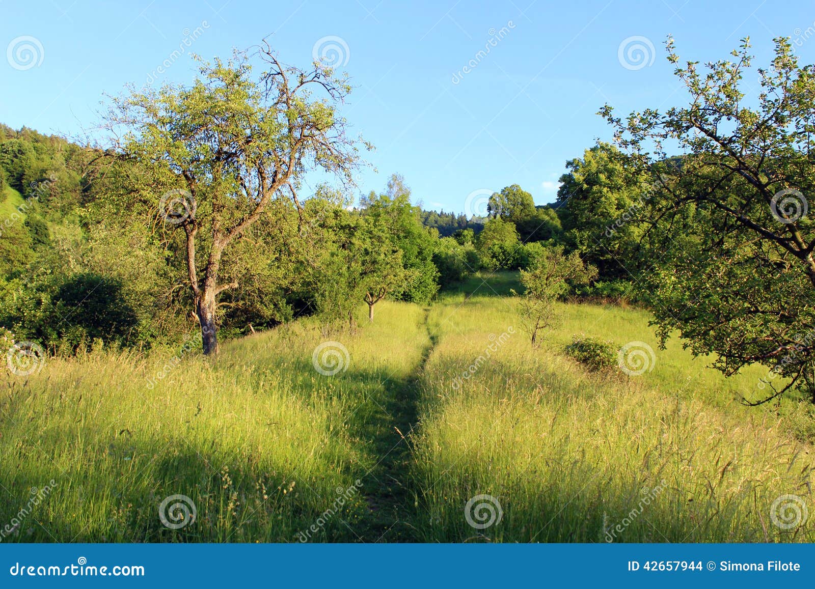 Footpath in forest stock photo. Image of trees, tree - 42657944