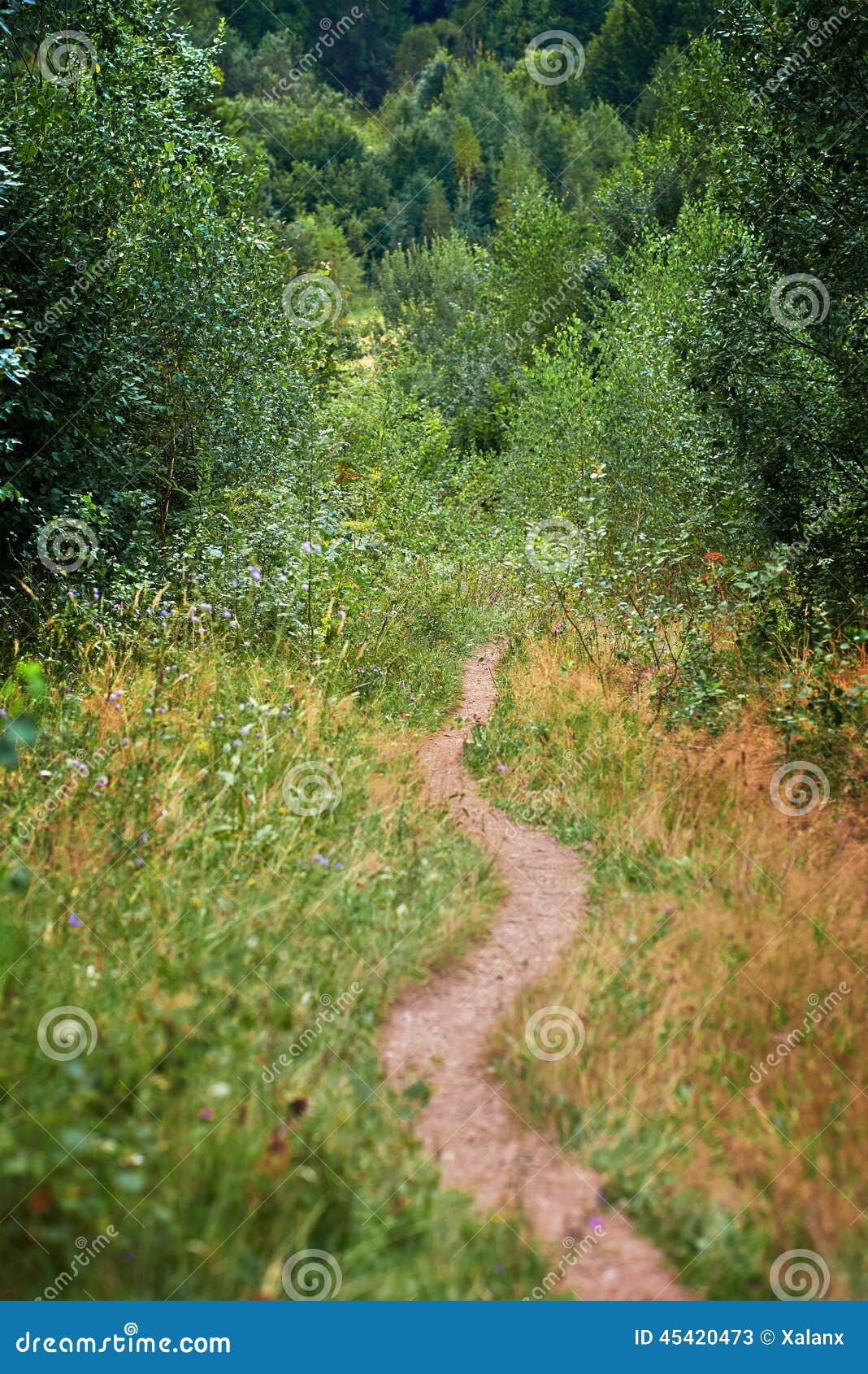 Footpath in the forest stock image. Image of calm, footpath - 45420473