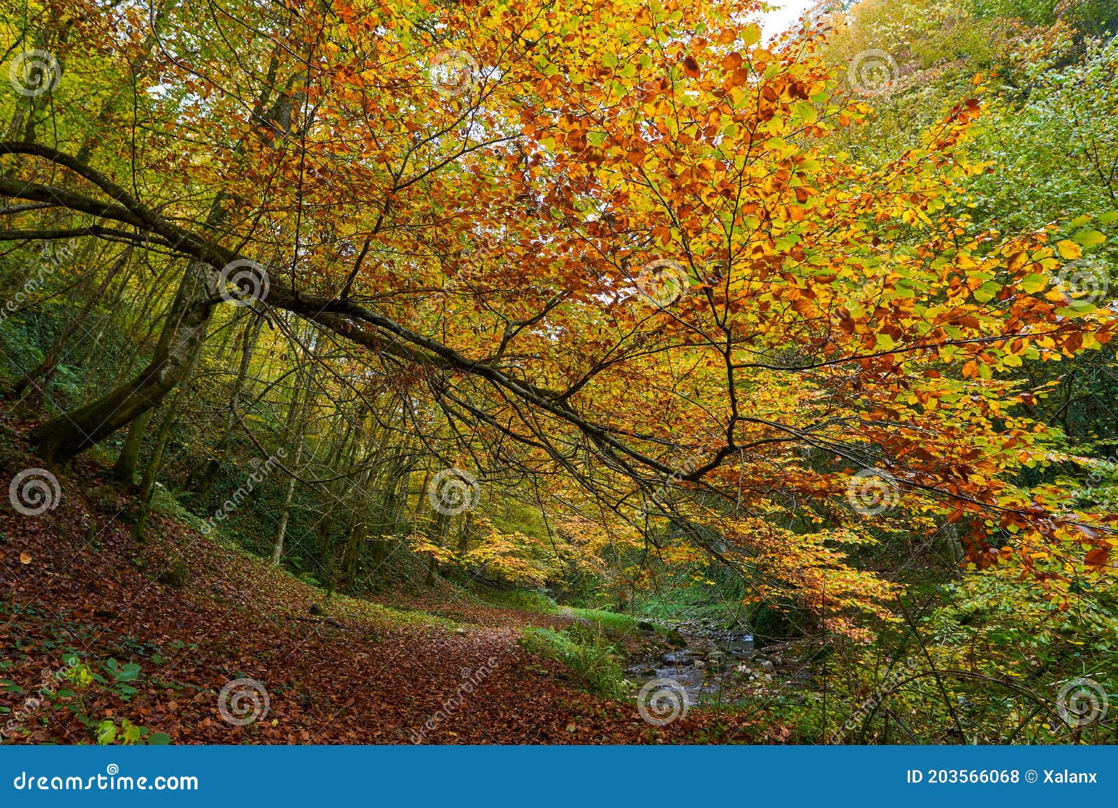 Footpath through forest stock photo. Image of natural - 203566068