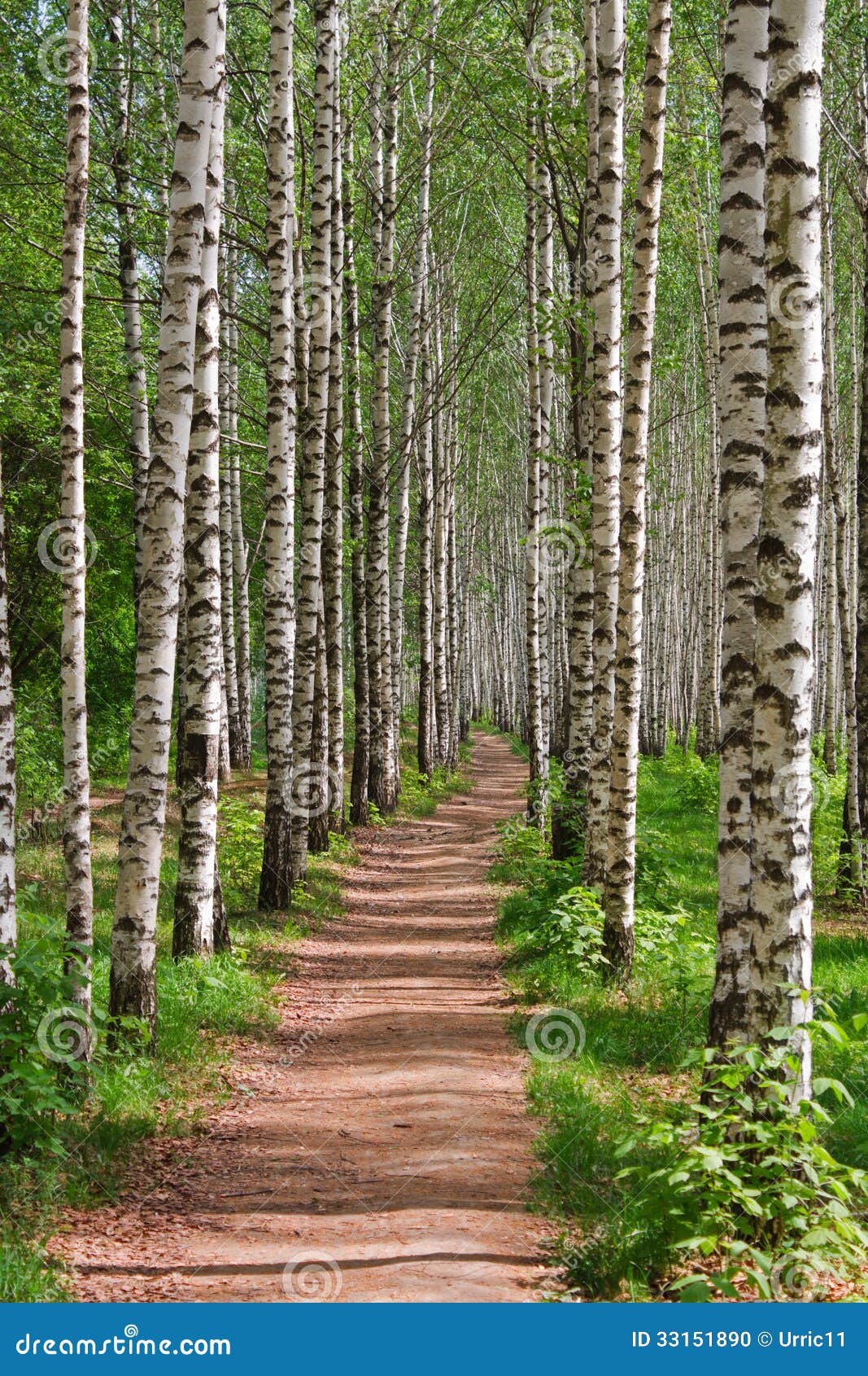 Footpath forest stock photo. Image of brown, nature, sunday - 33151890