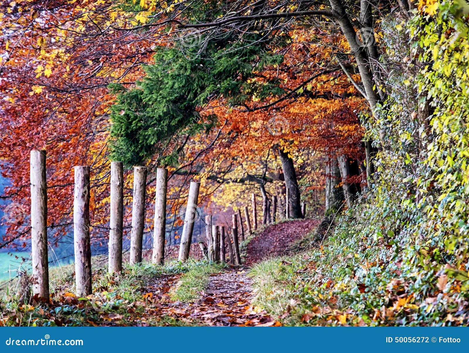 Footpath stock photo. Image of scenics, fall, fence, green - 50056272