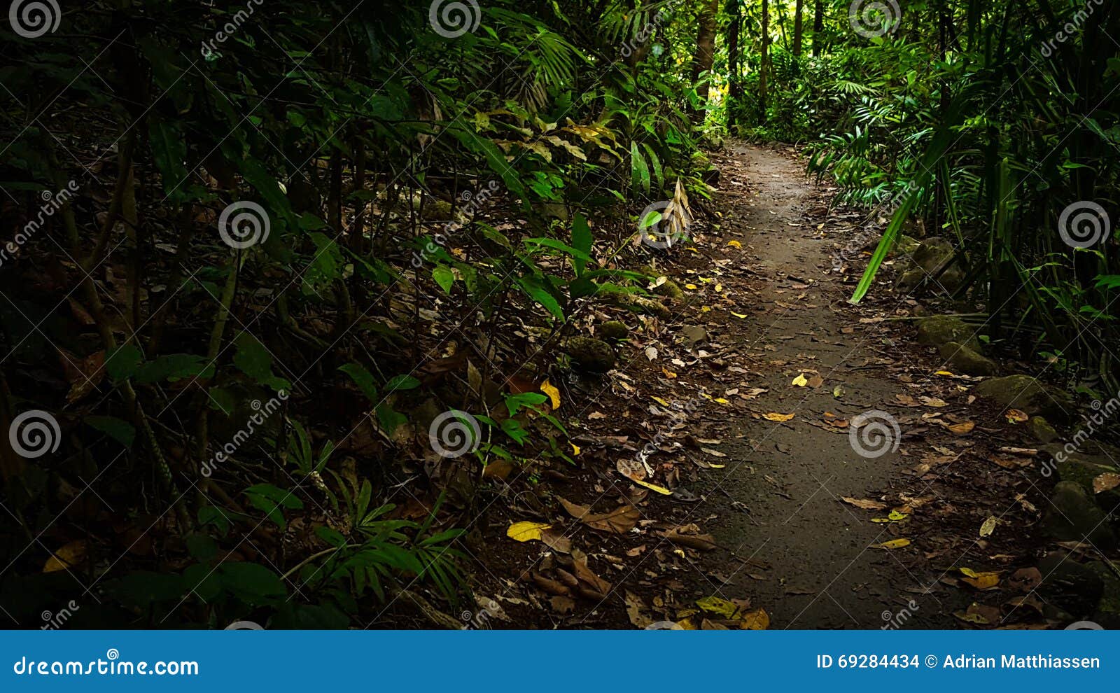 Footpath in the Forest stock photo. Image of nature, forest - 69284434
