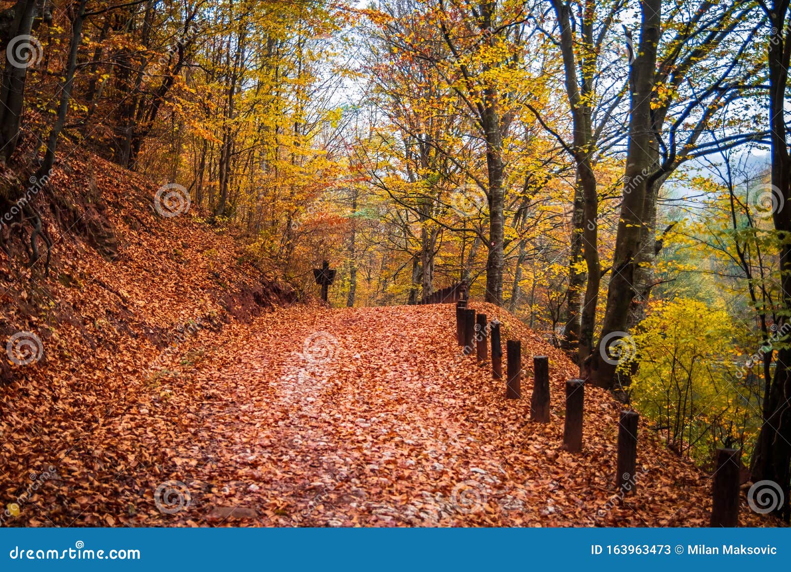 Footpath through Forest at Rainy Autumn Day. Wet Fallen Leaves on a ...