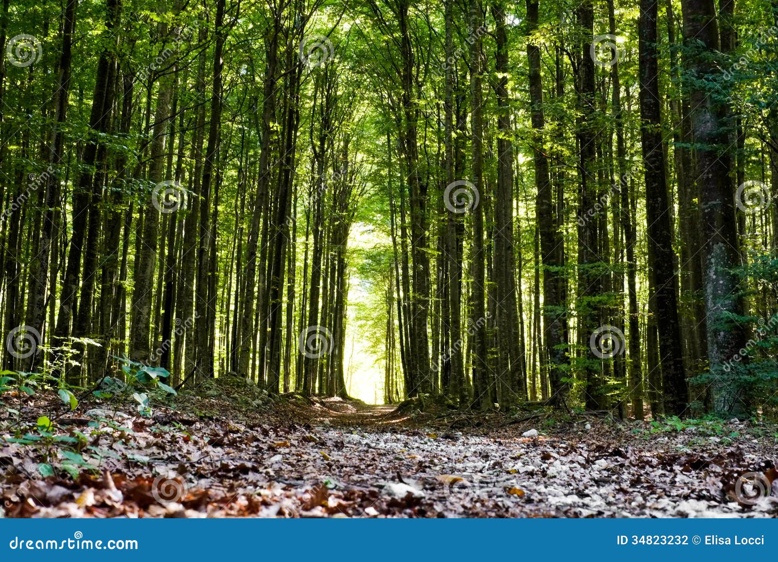 Footpath in a forest stock photo. Image of slovenija - 34823232