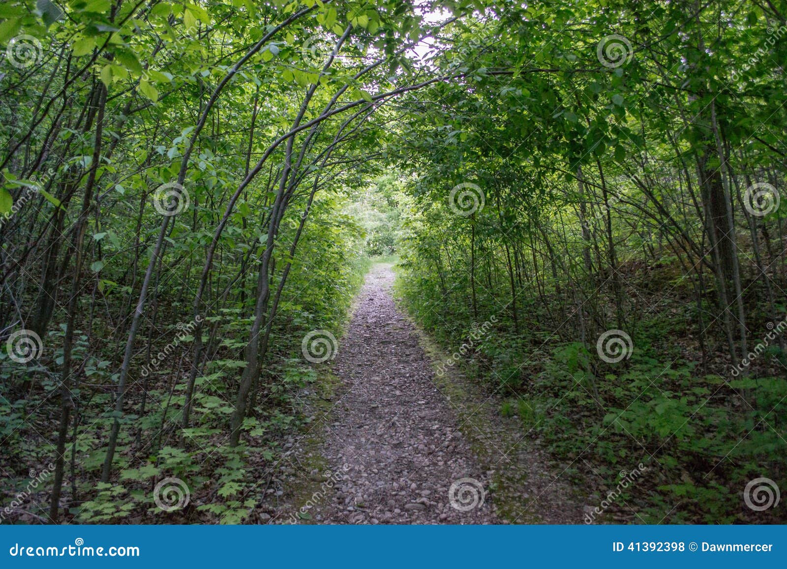 Footpath in the Forest stock photo. Image of forest, seasons - 41392398