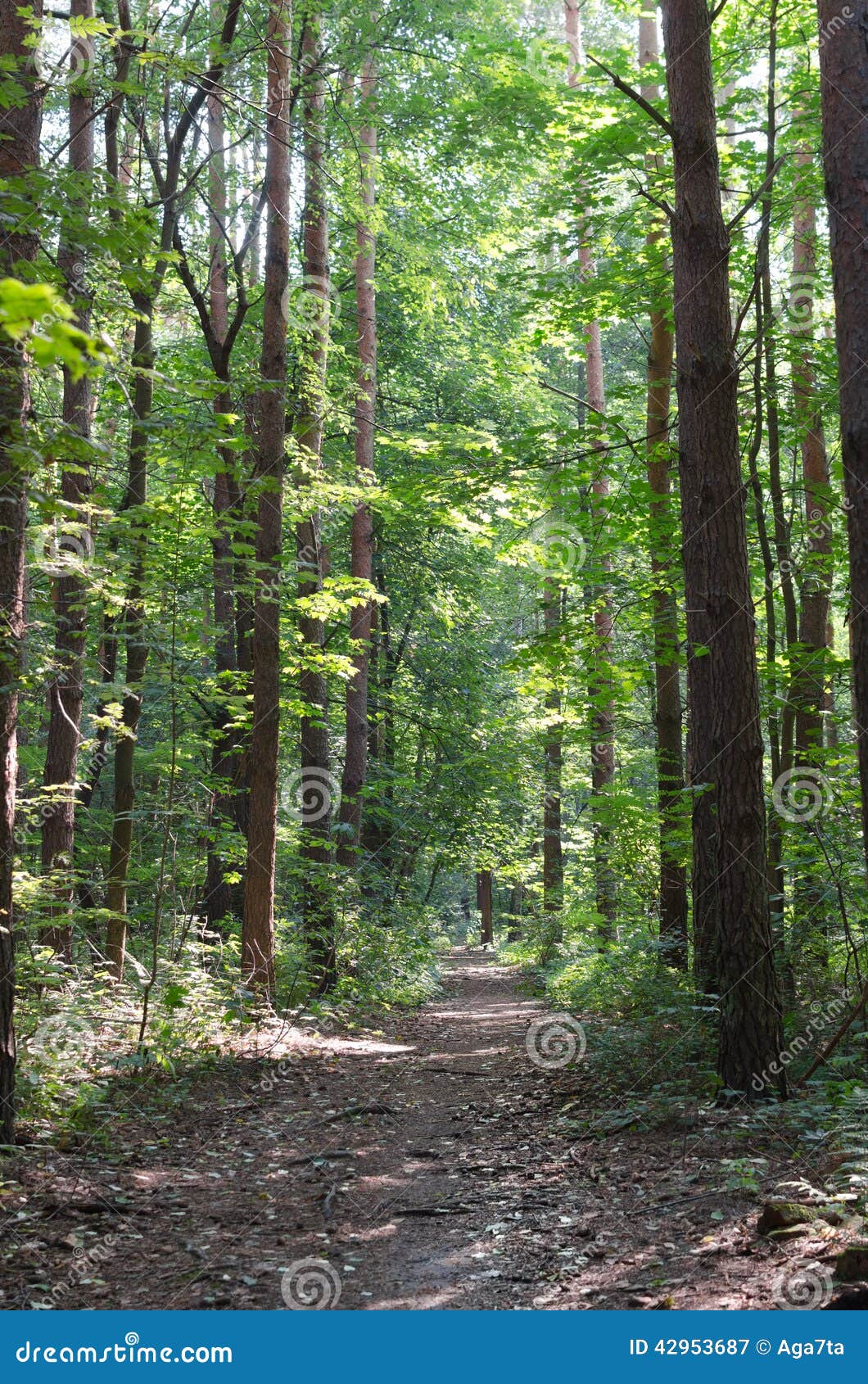 Footpath in forest stock image. Image of path, landscape - 42953687