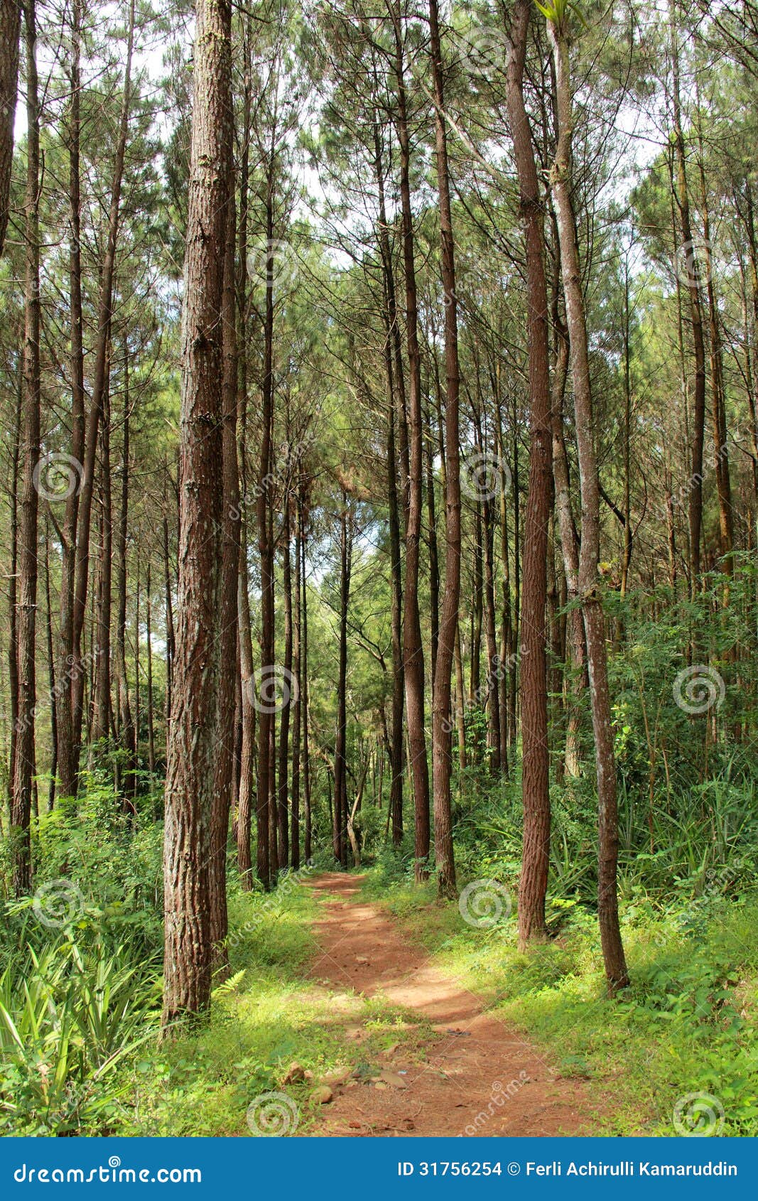 Footpath in Forest with Tropical Trees Stock Photo - Image of green ...
