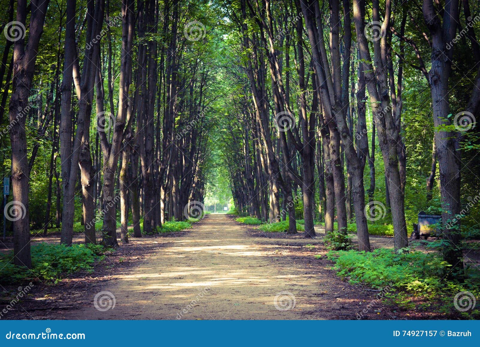 Footpath in forest stock image. Image of rest, walking - 74927157