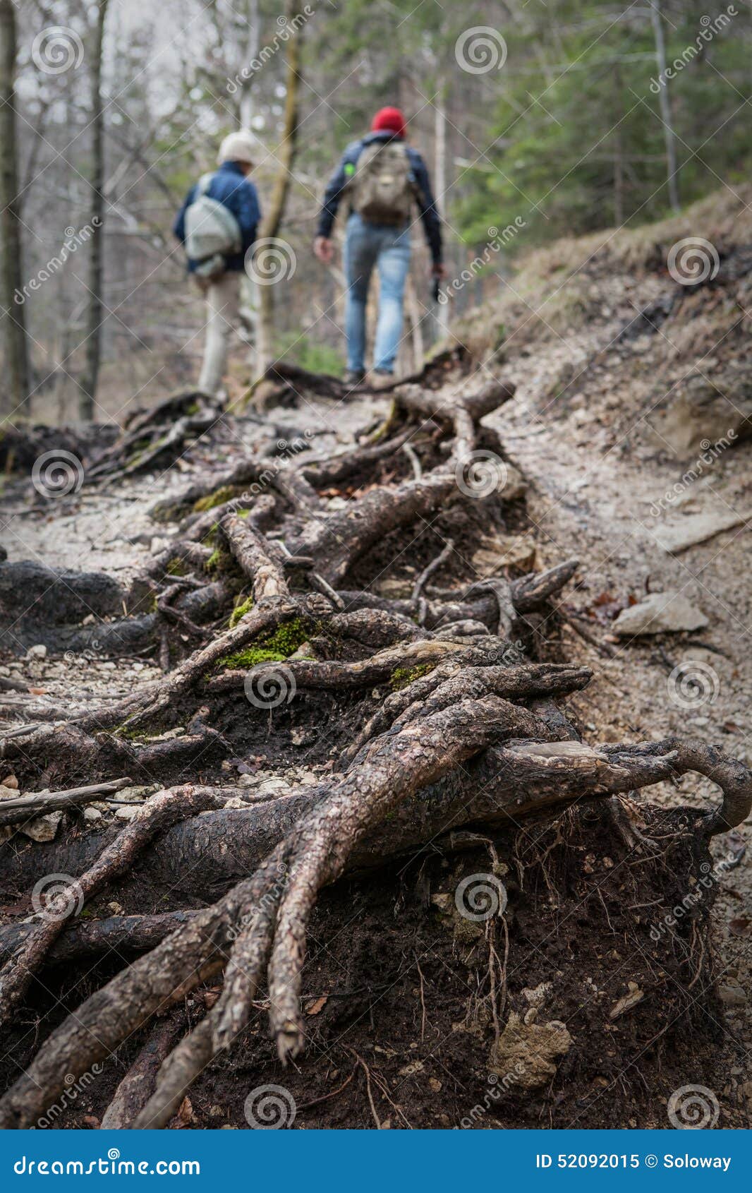 Footpath in the forest stock image. Image of hiker, autumn - 52092015