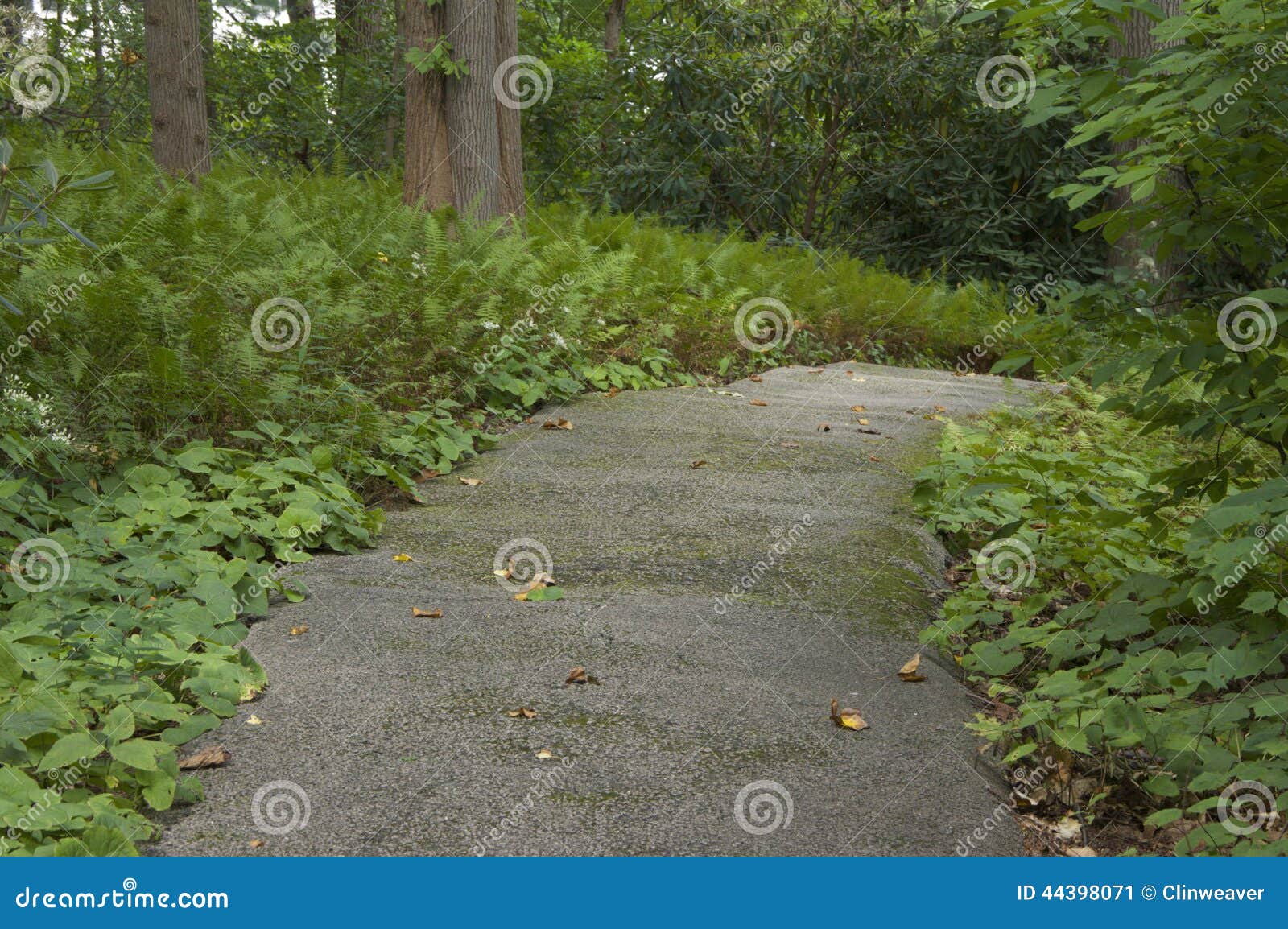 Footpath in the Forest stock image. Image of footpath - 44398071
