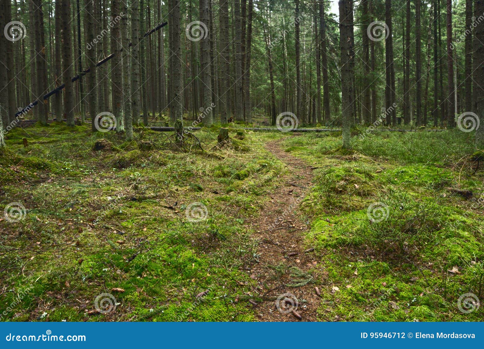 The Footpath Goes Deep into the Spruce Forest Past Hemp Trees and Tall ...