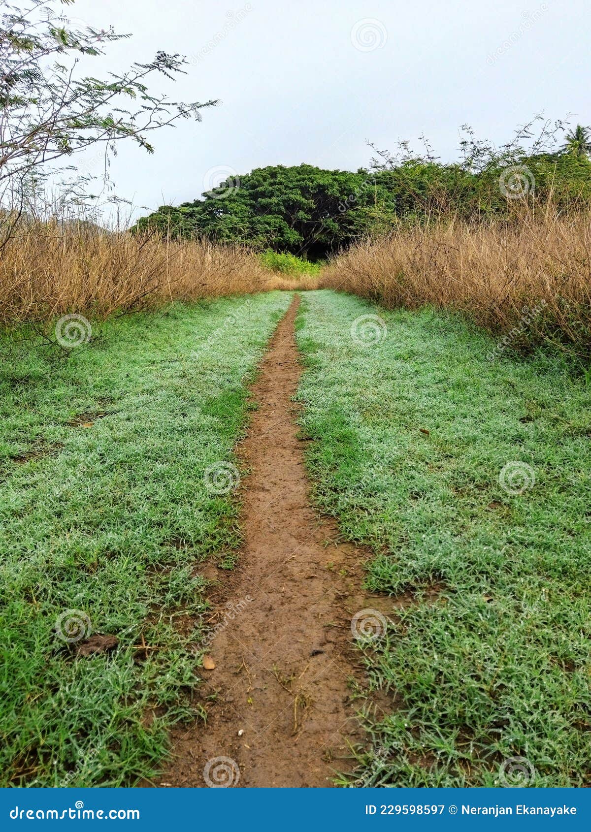 A Footpath with Grass Top View Stock Image - Image of flower, tree ...