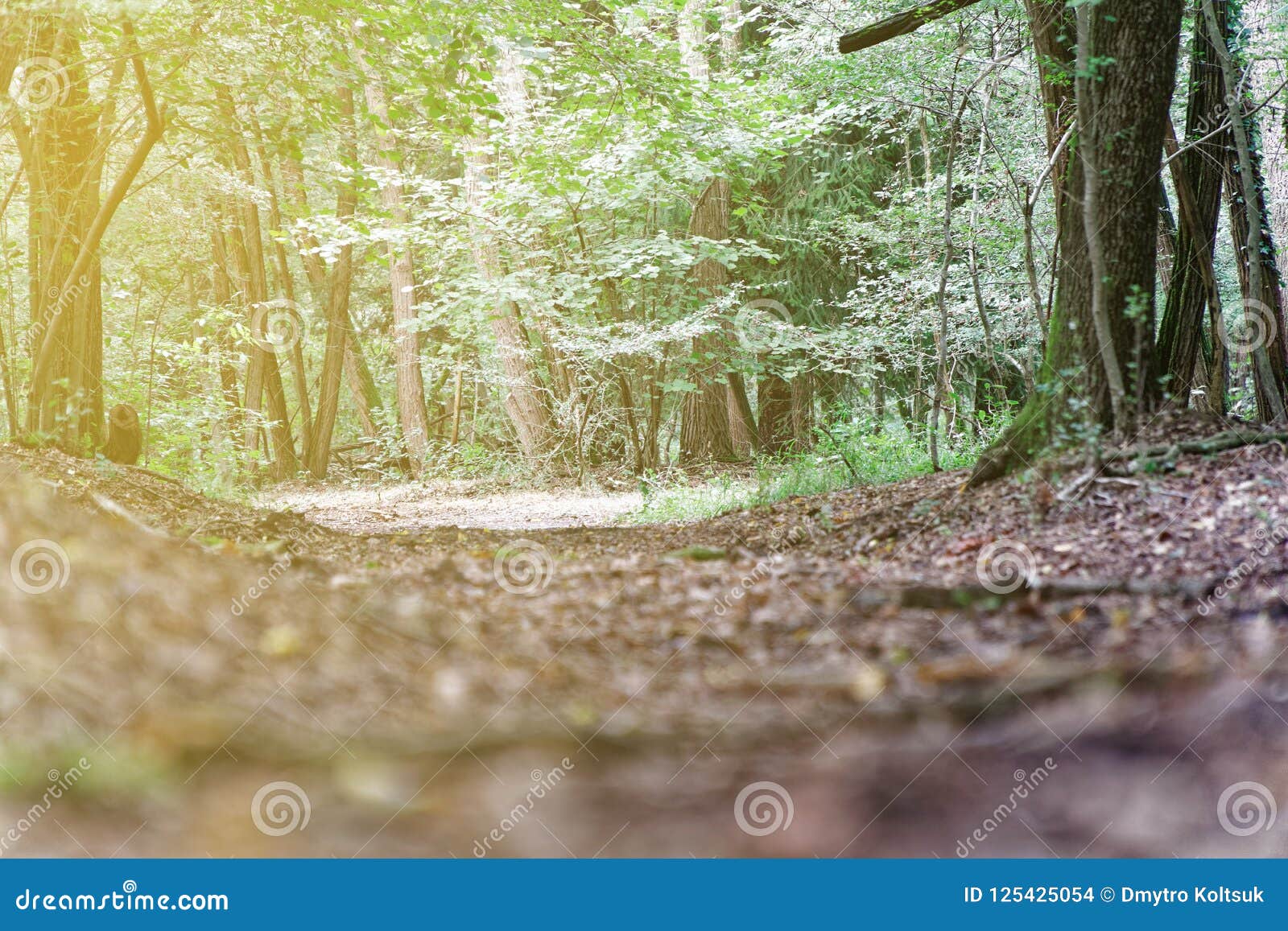 Footpath through Green Forest of Beech Trees in Autumn. Stock Photo ...