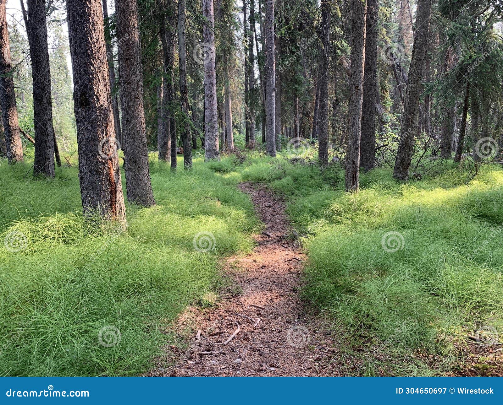 Footpath through the Green Forest Floor Stock Image - Image of lush ...