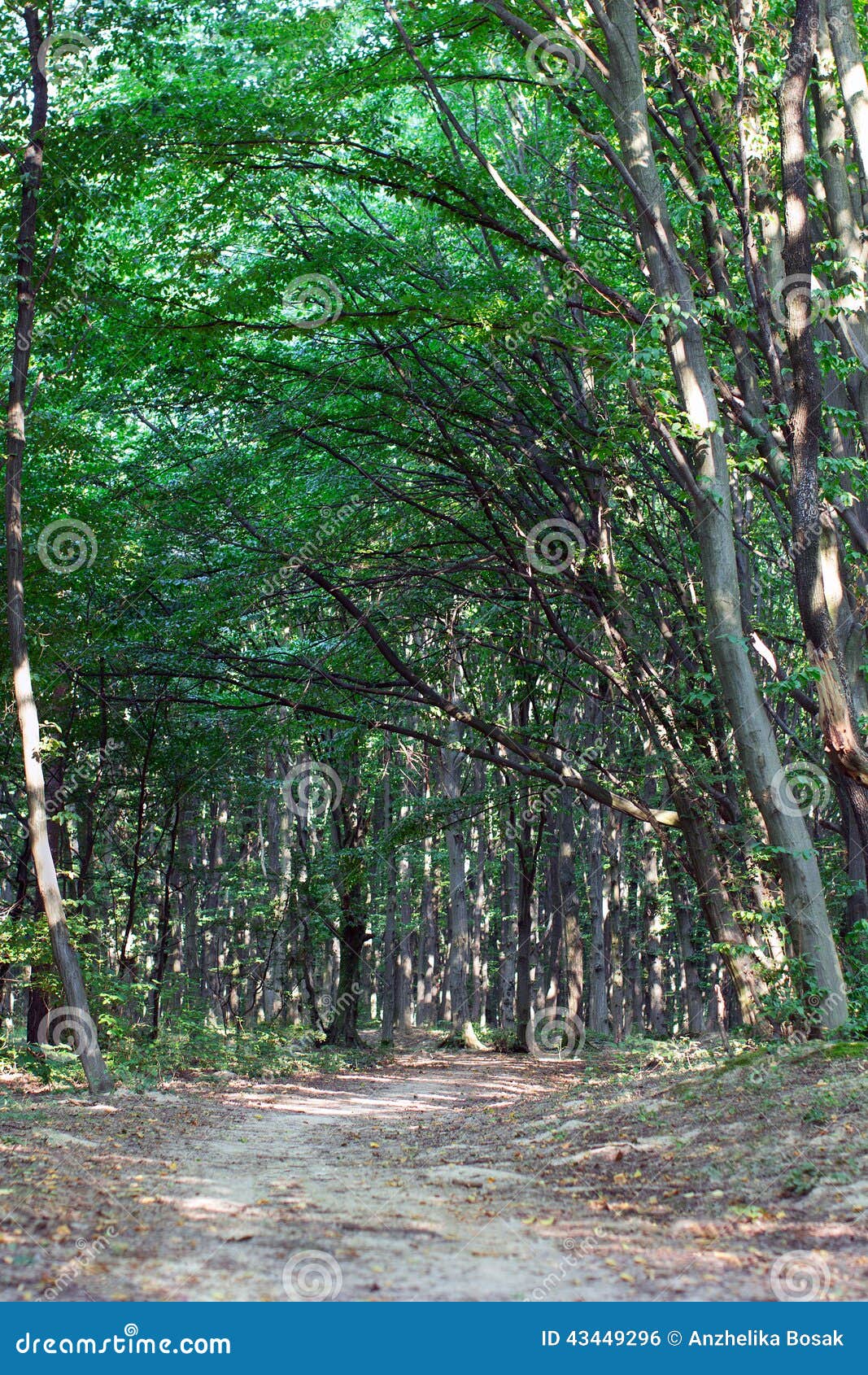 Footpath through Green Forest with a Frame of Beech Trees Stock Photo ...