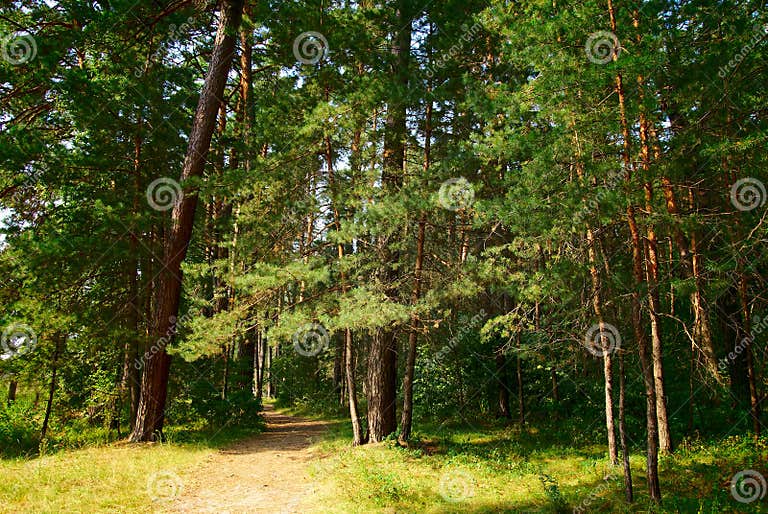 Footpath through a Green Forest with Old Trees Stock Image - Image of ...
