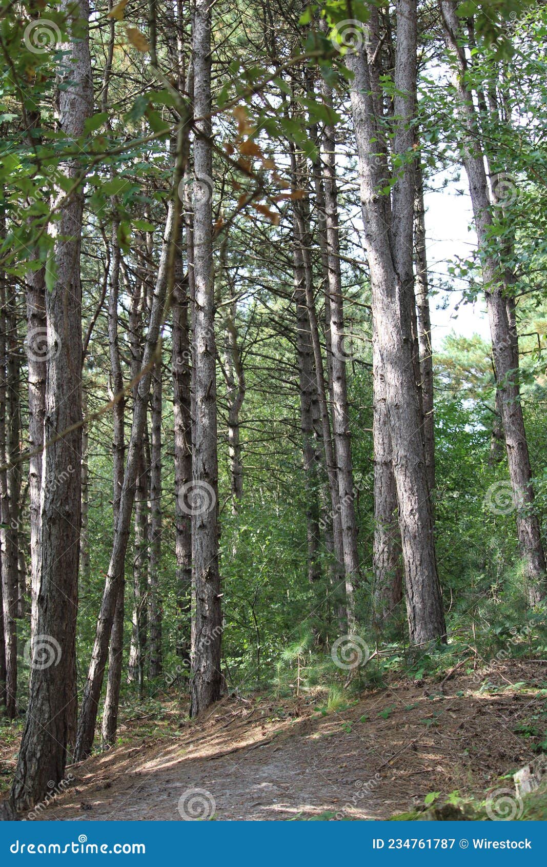 Footpath in the Green Forest or Park in Spring Stock Image - Image of ...