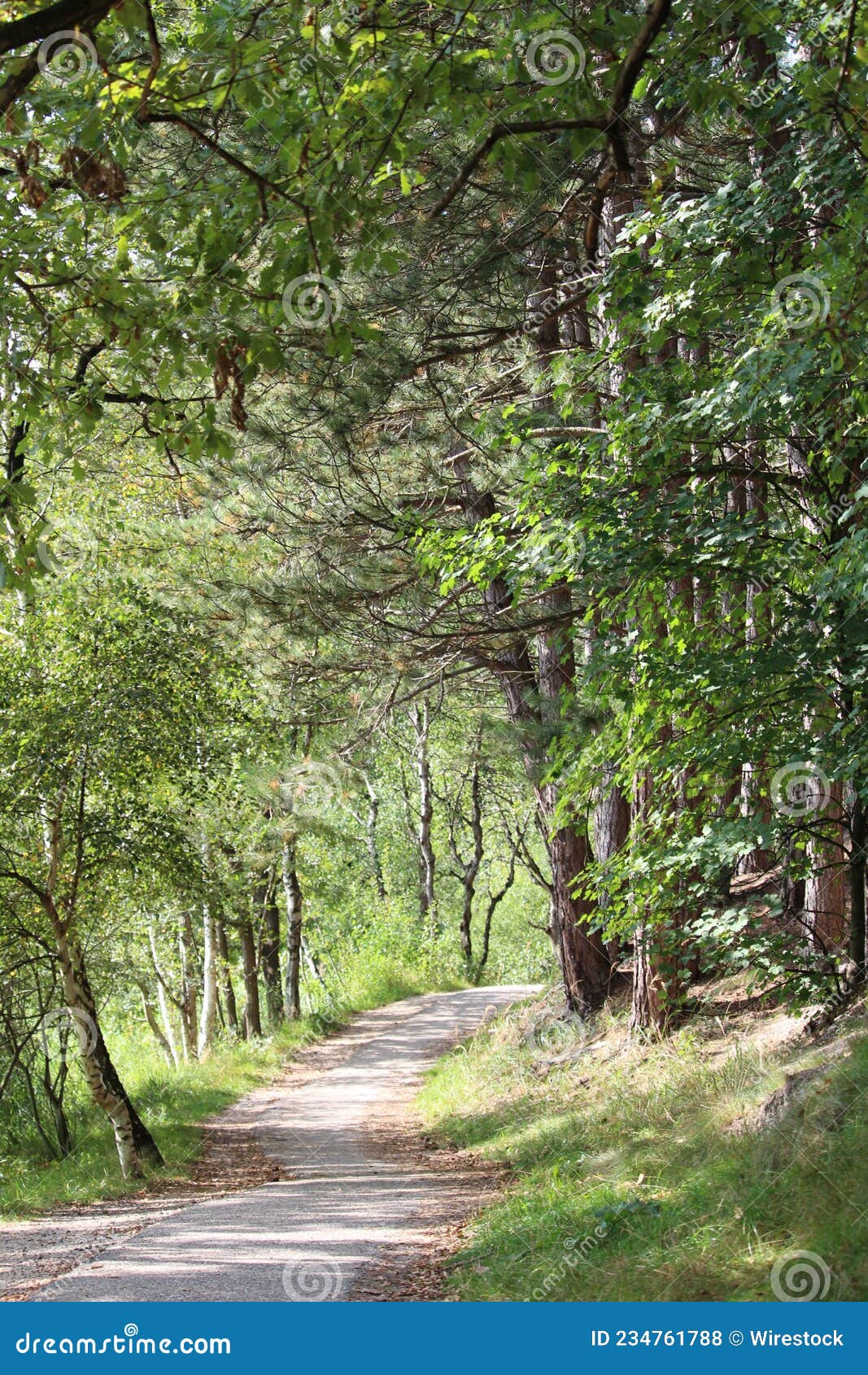 Footpath in the Green Forest or Park in Spring Stock Photo - Image of ...