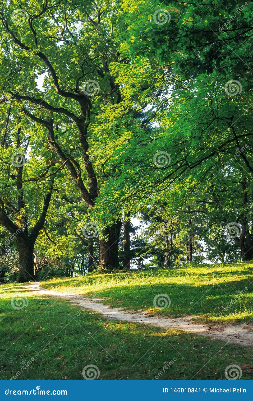 Footpath through the Hill in Forest Stock Image - Image of environment ...